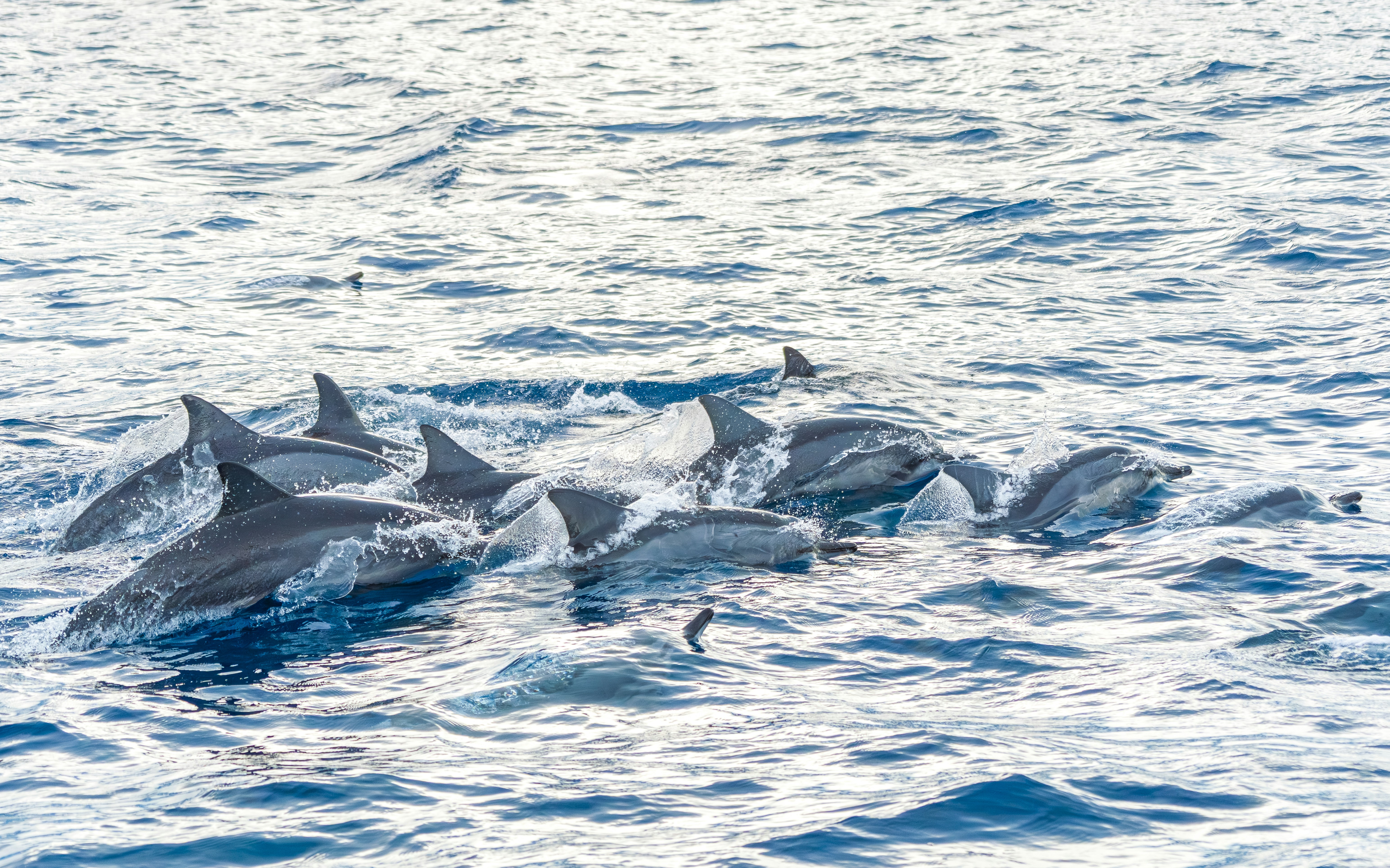Dolphin Shuffle: A pod breaking the blue surface