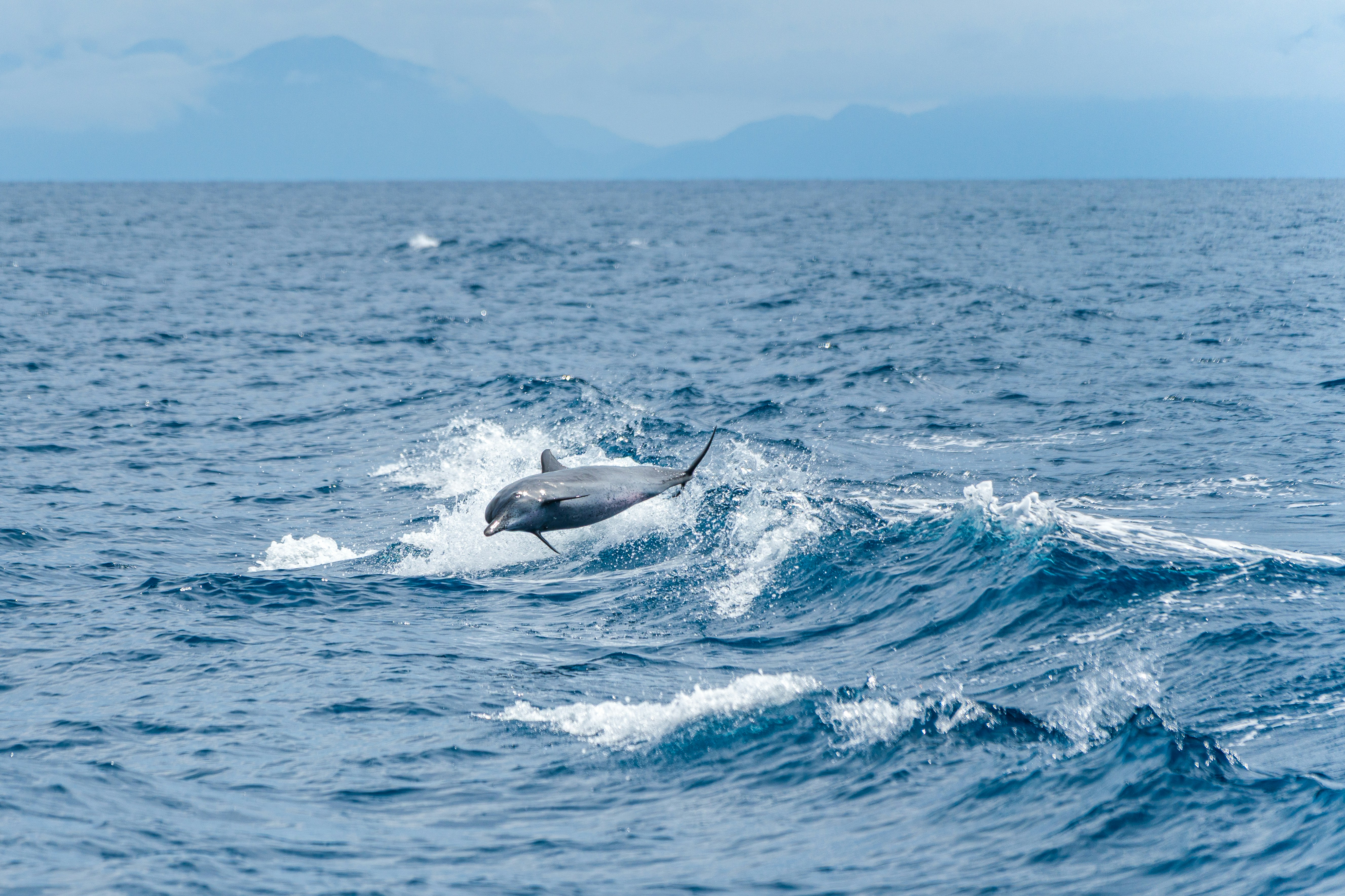 Dorsal Arc: A dolphin breaks the Atlantic surface in a blue-gray spray