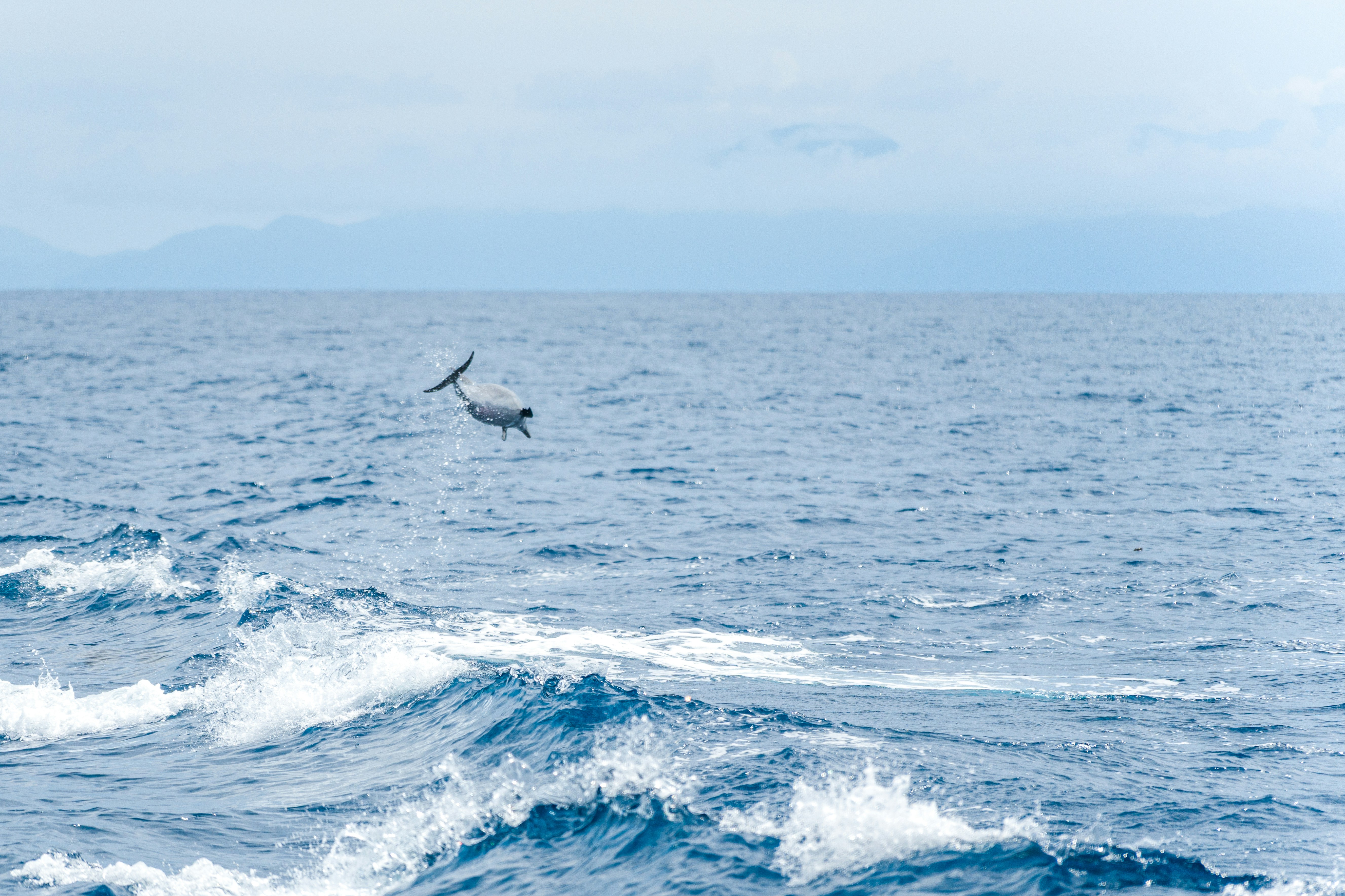 Distant Sail: A Seascape with a Single Bird in View