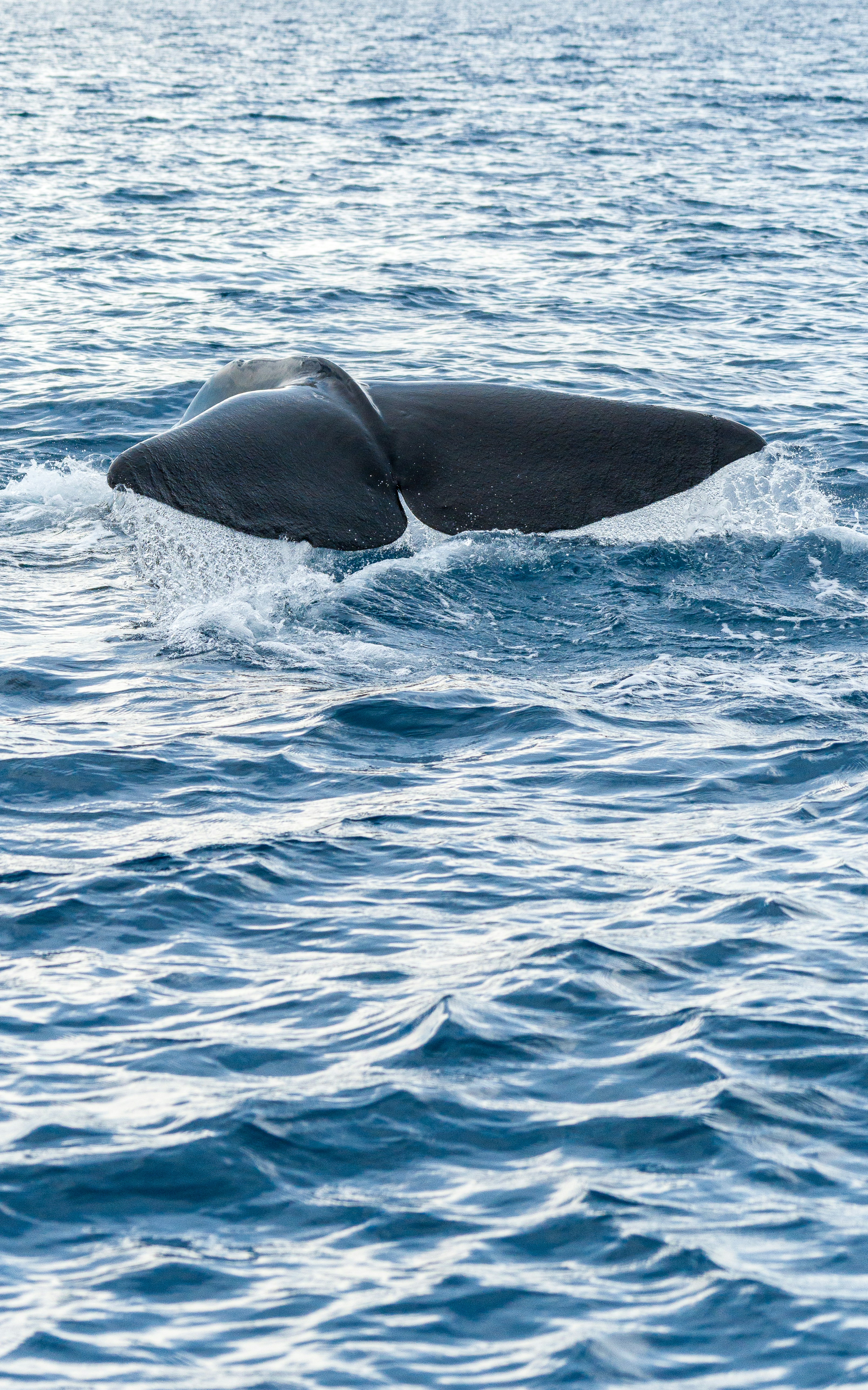 The Whale's Silent Rise: A Moment Between Sea and Sky