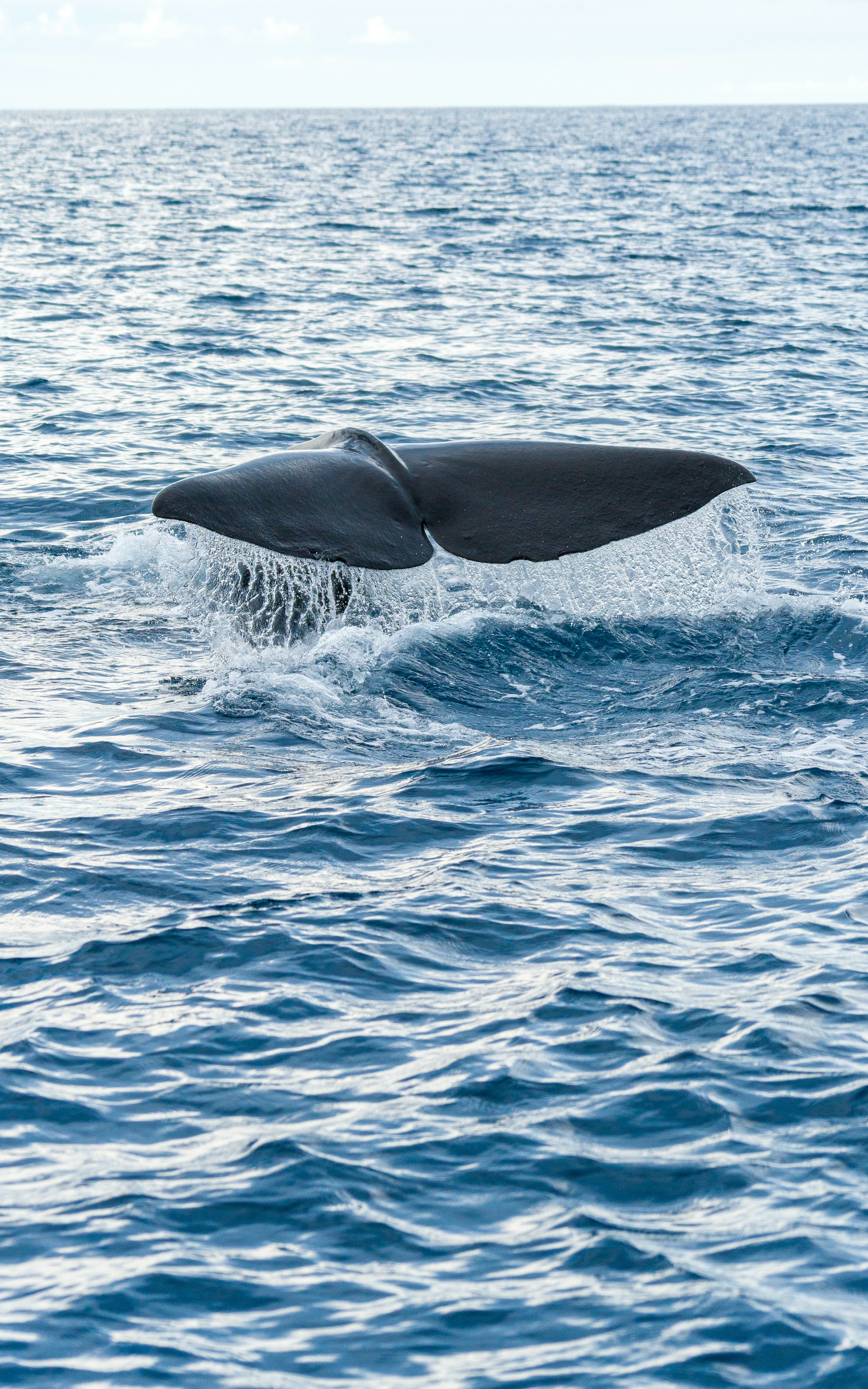 Whale Tail Above the Cresting Blue