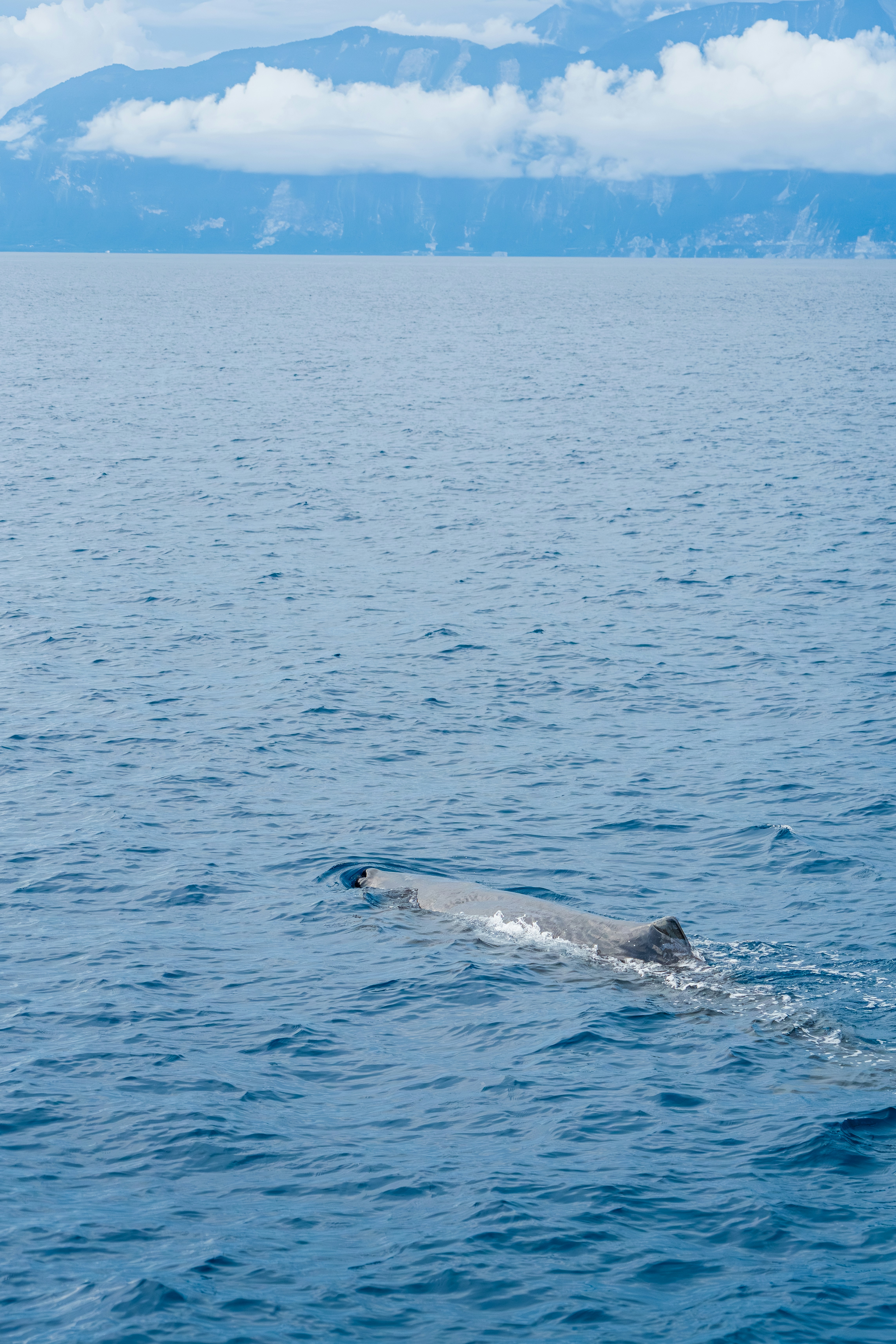 A sperm whale swimming at the surface of the blue ocean near mountains