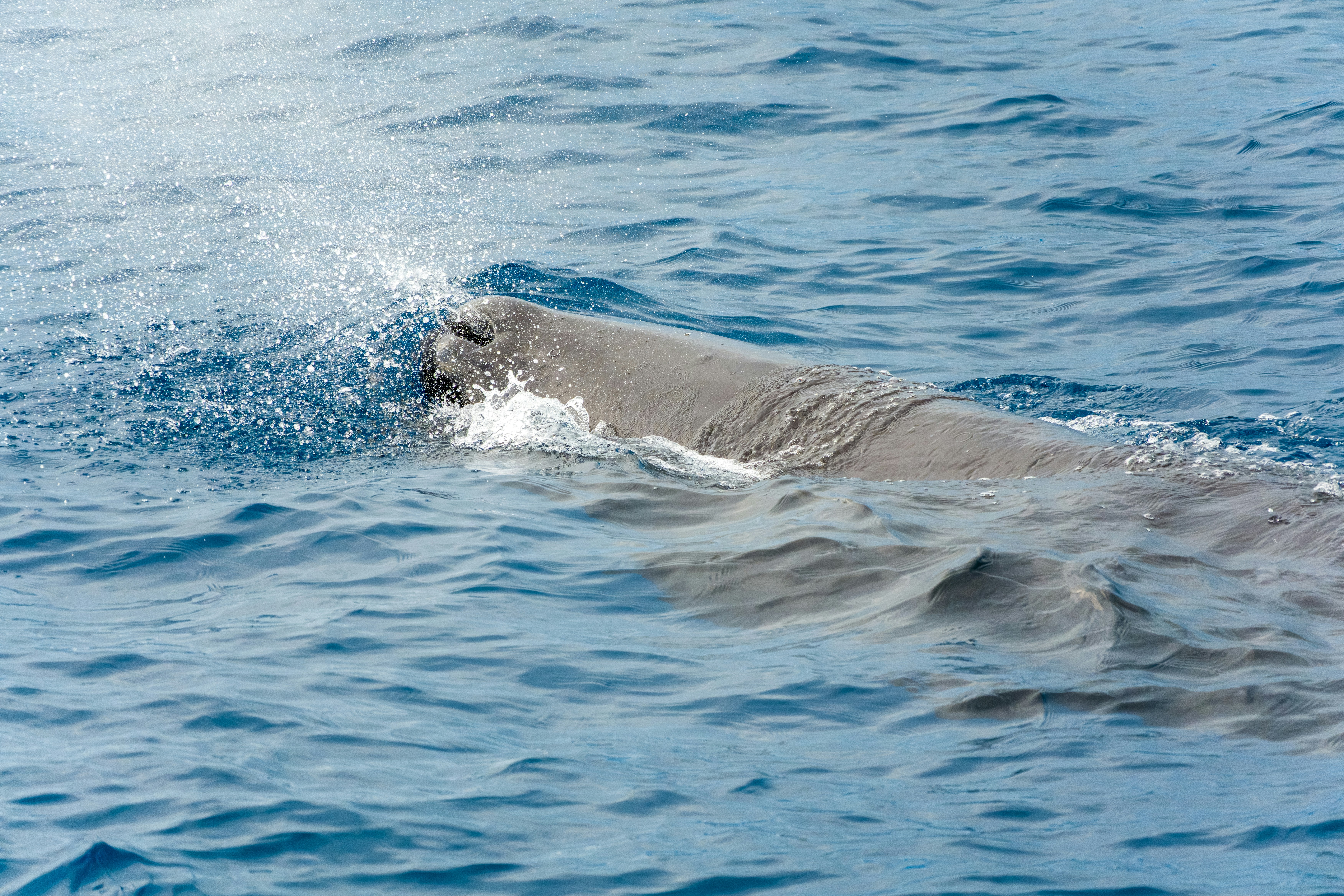 Dorsal Arc: A Wave-Cleaved Silhouette at Sea