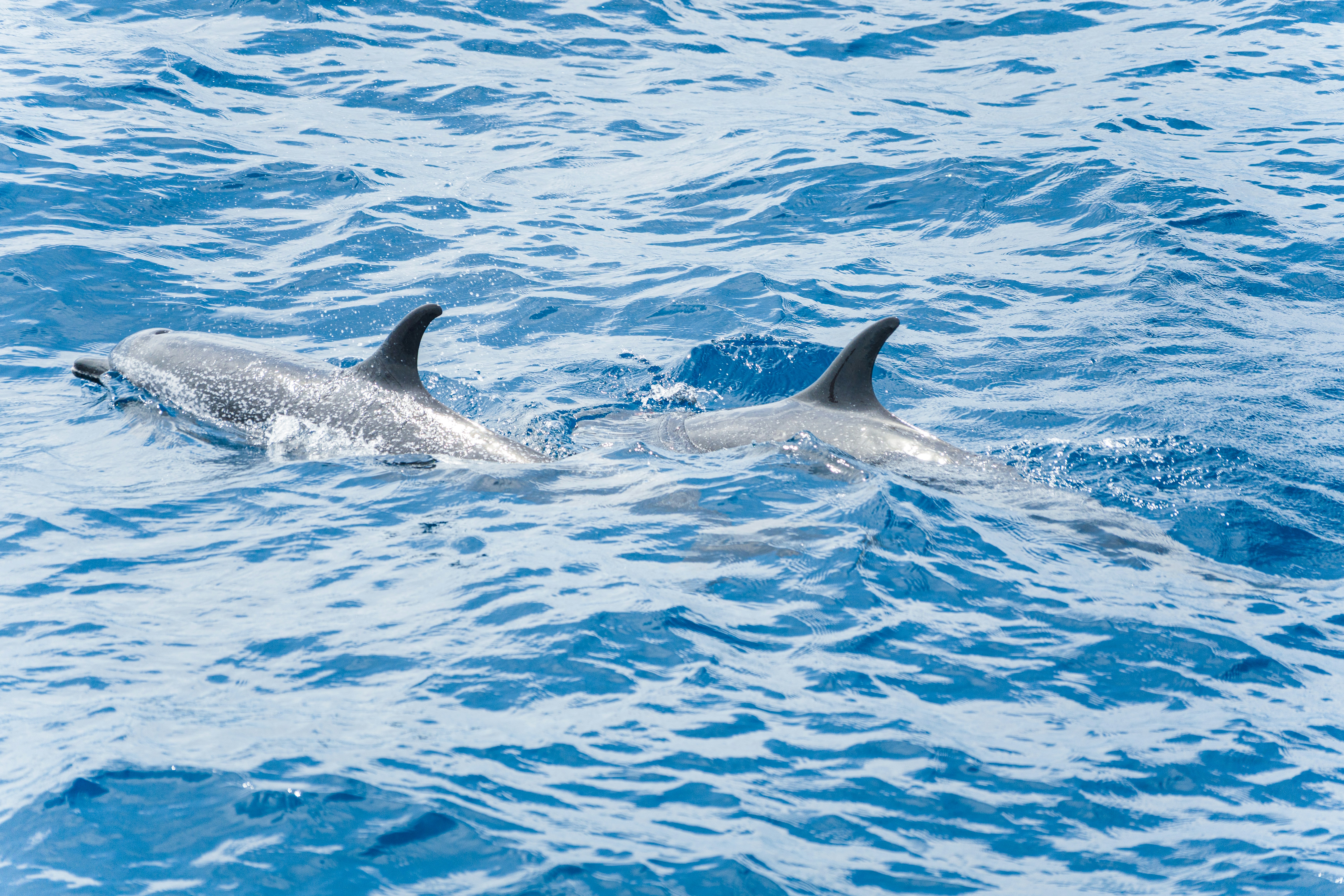 Dolphin Pair Surfing the Blue Wake
