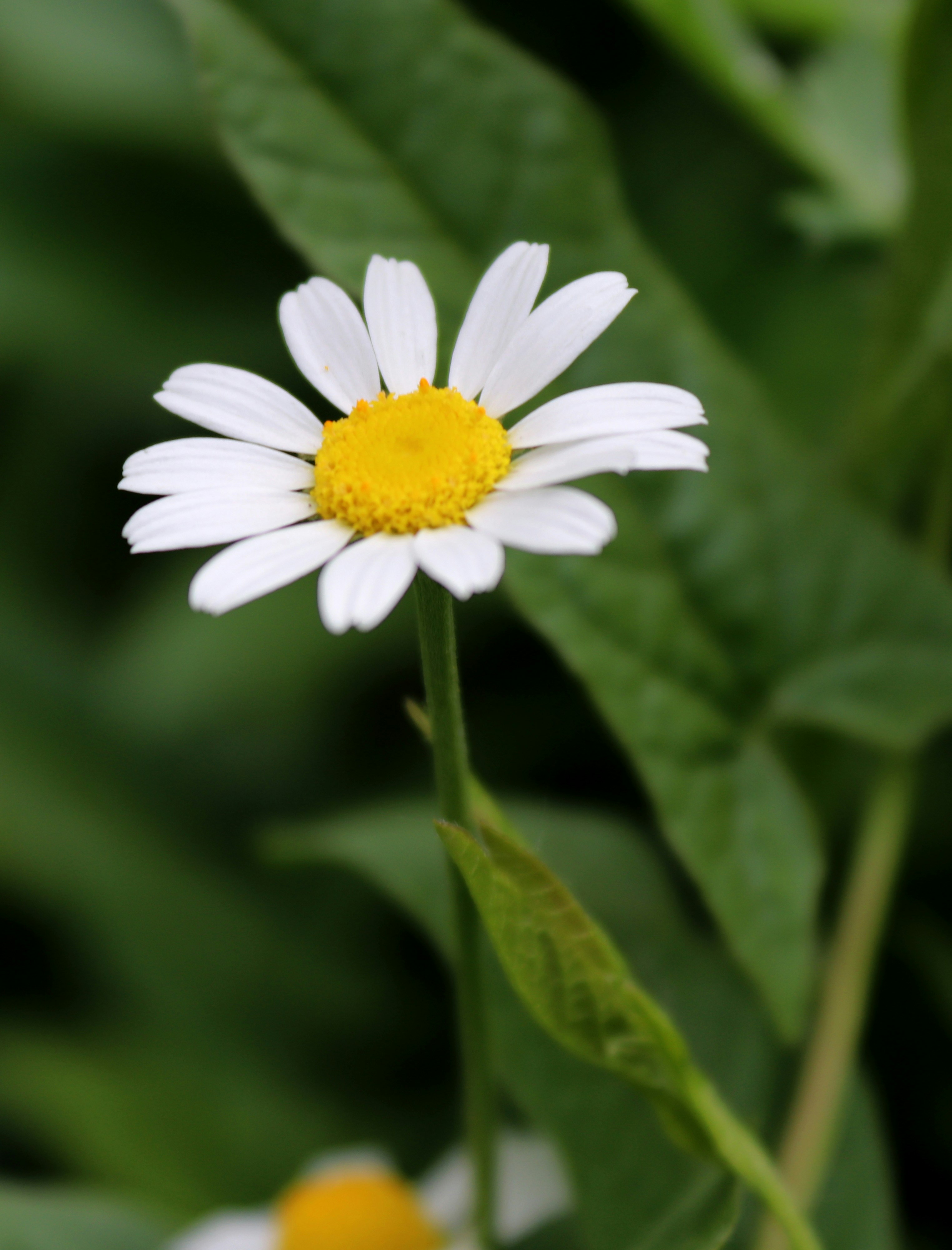 Daisy Spotlight: White Petals and Golden Heart in Soft Focus