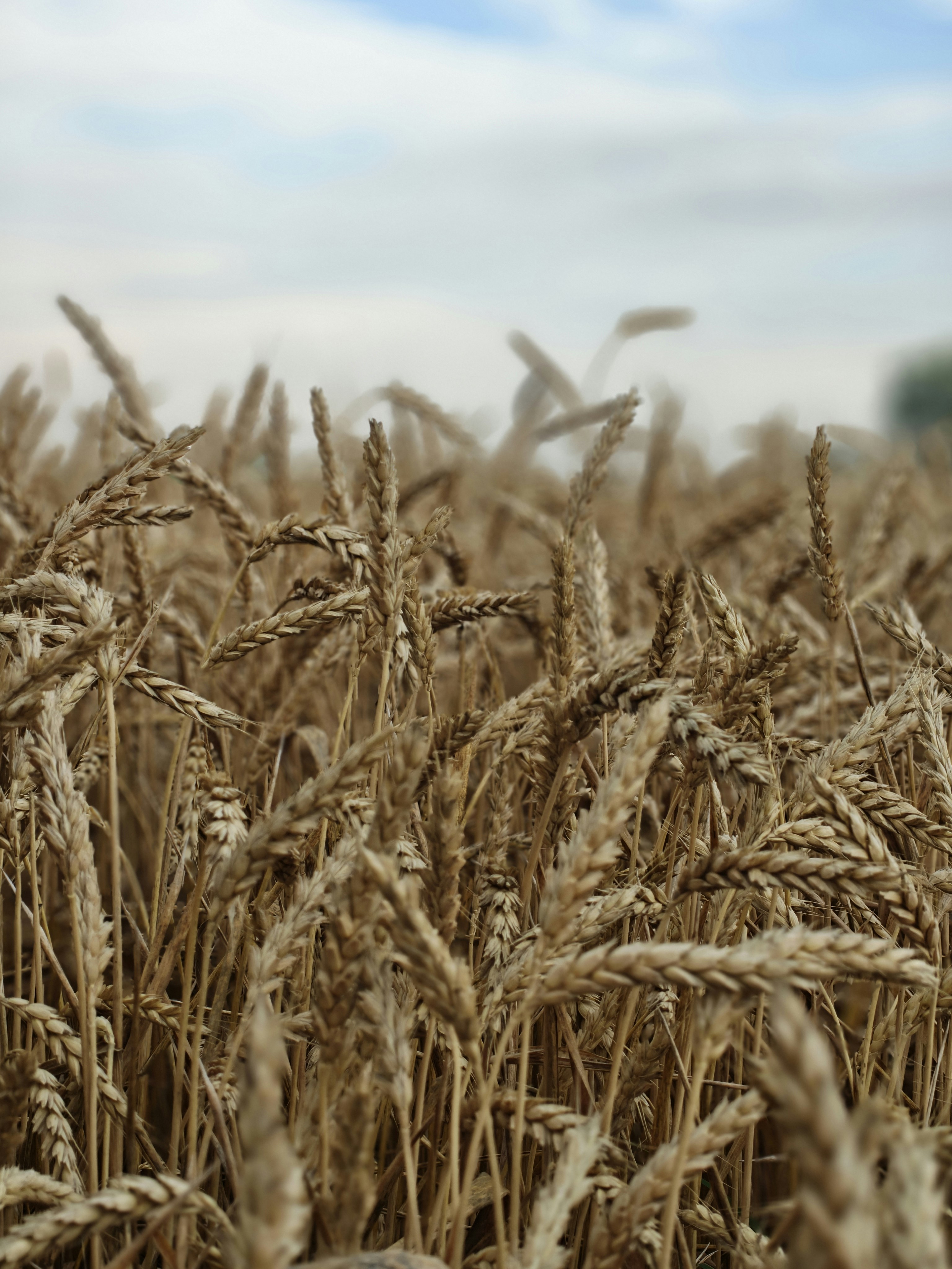 Golden Wheat Field Close-Up at Noon