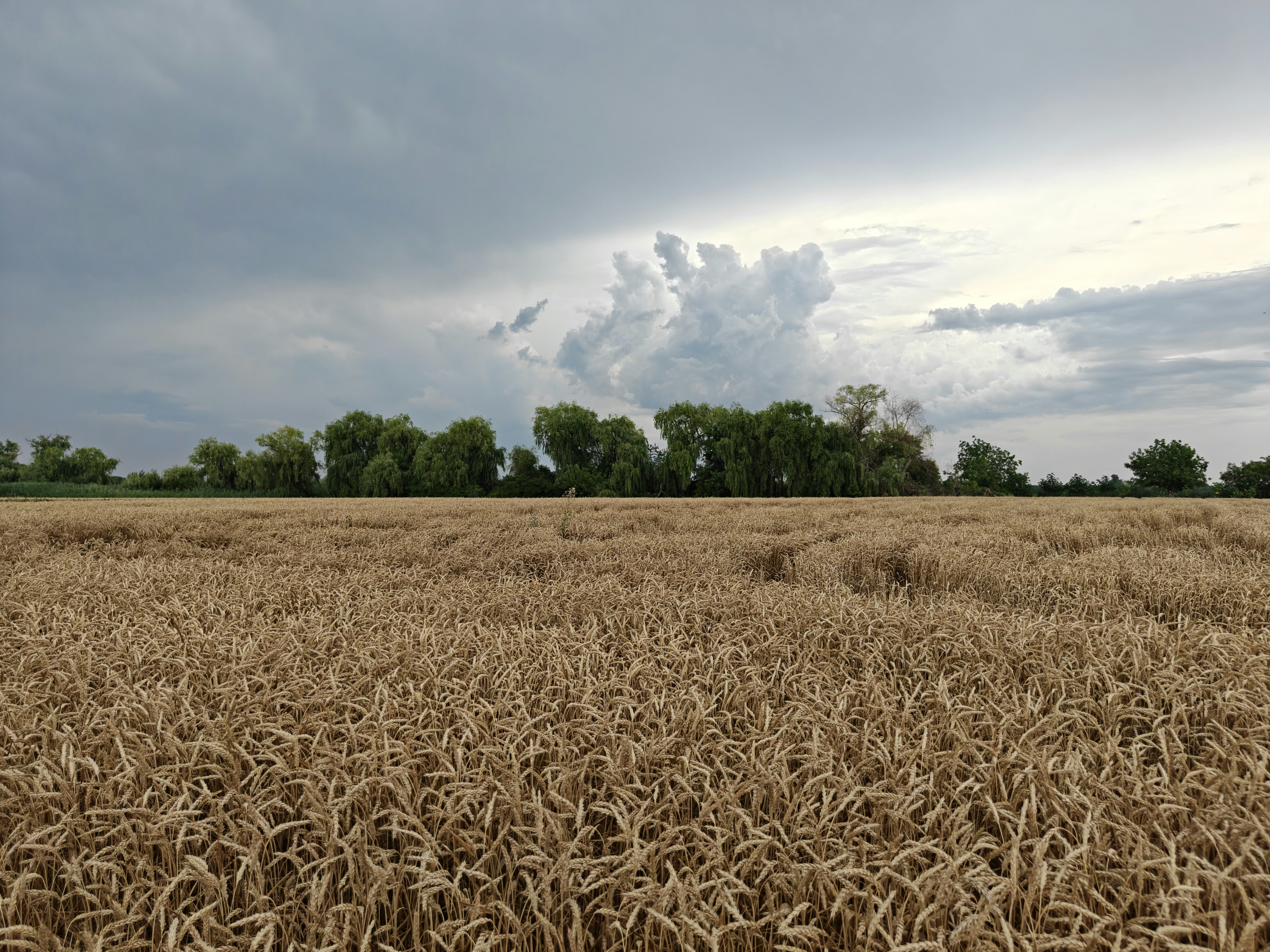 Golden Wheat Horizon Under A Quiet Storm