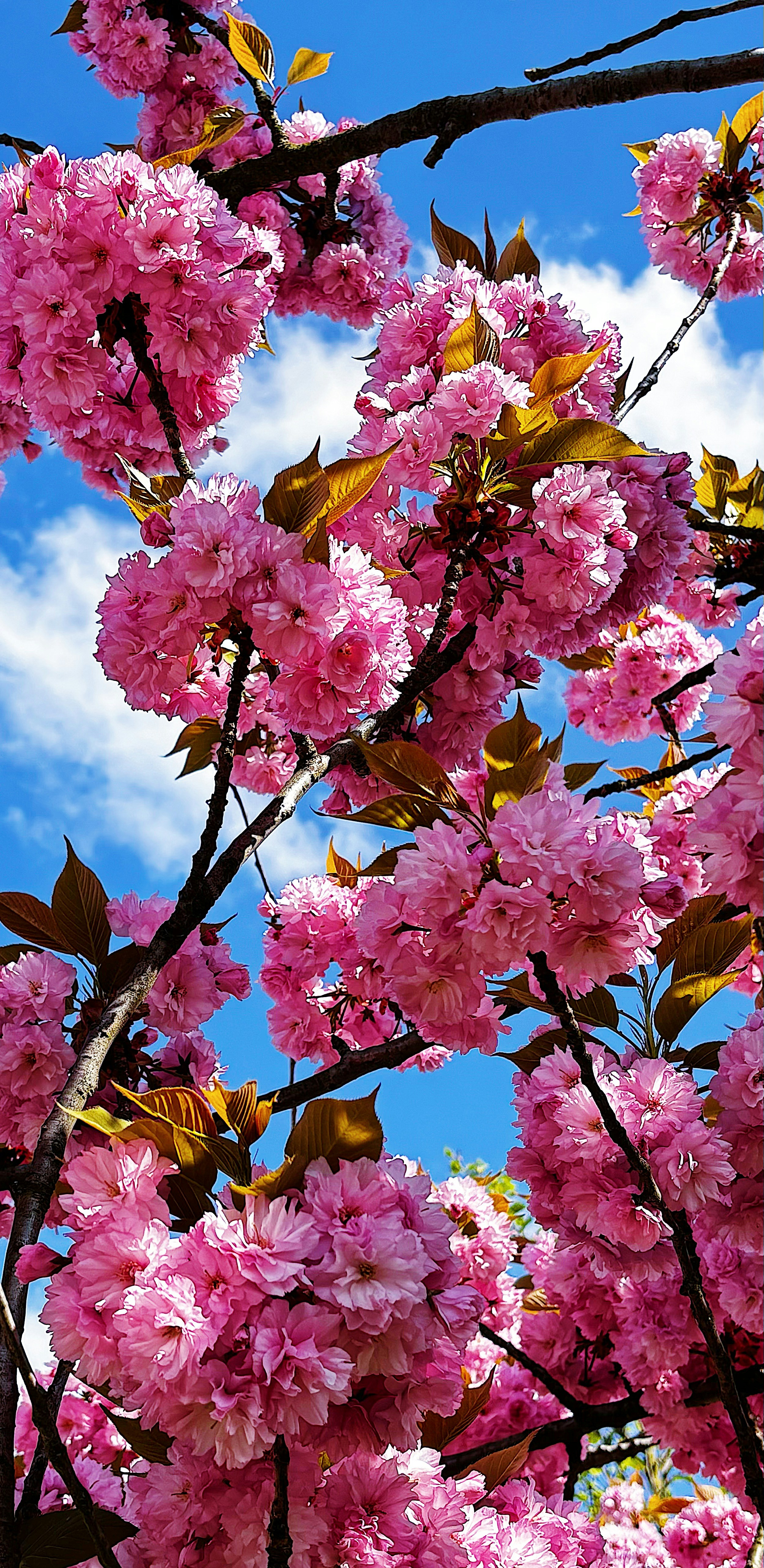 Blossoms Under a Summer Slope of Sky