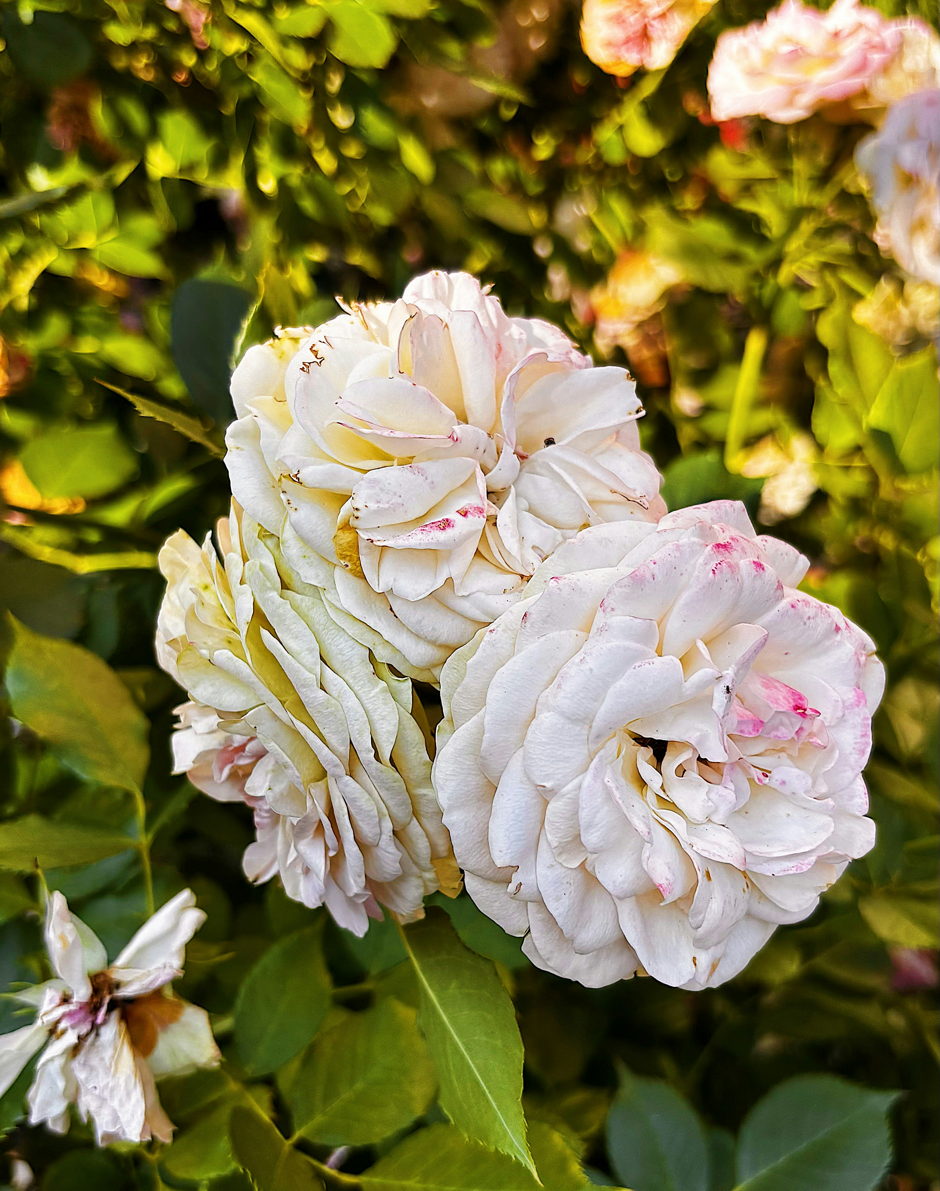 Whispering Roses in Soft Spring Light