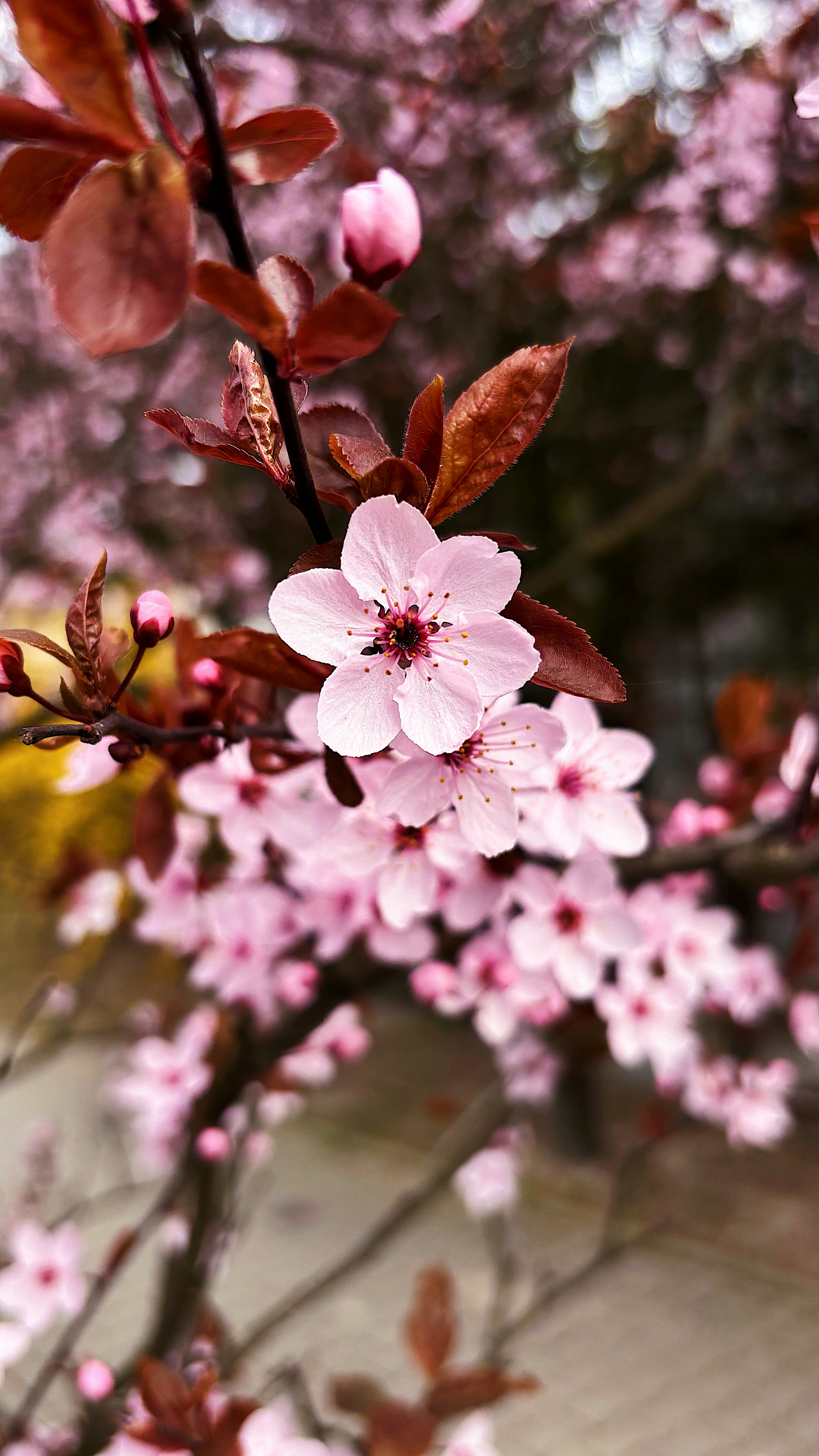 Blossoms in Focus: A Pale Pink Bloom Surrounded by Velvet Leaves