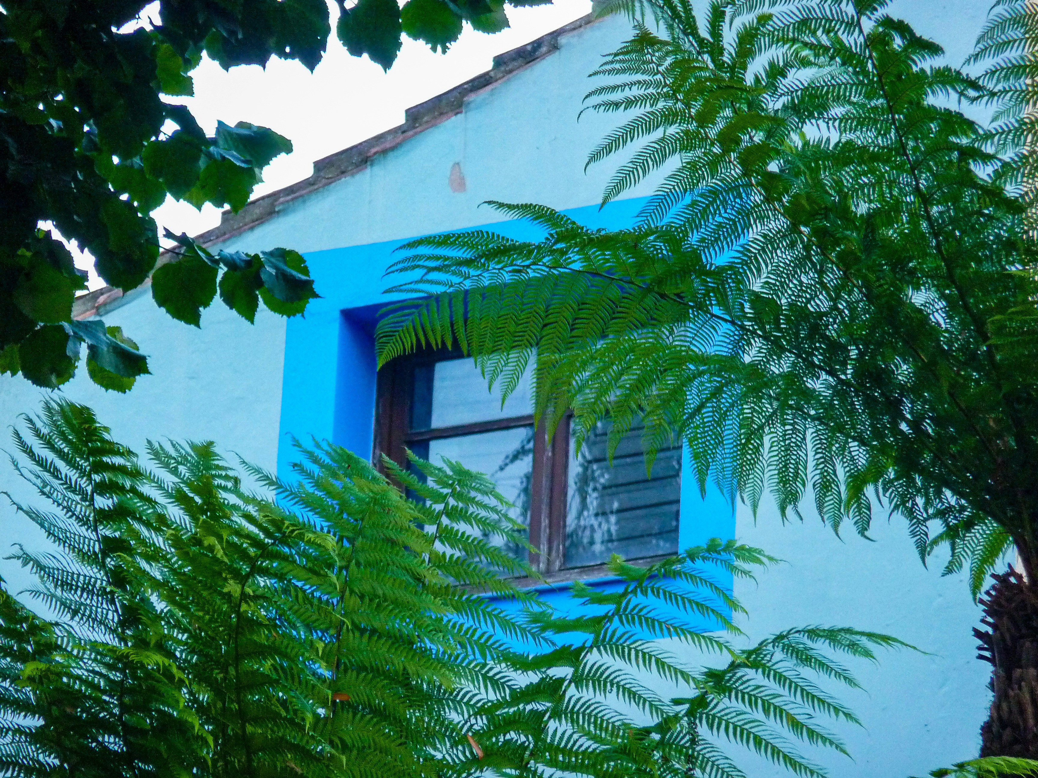 Blue-washed Facade Framed by Lush Ferns