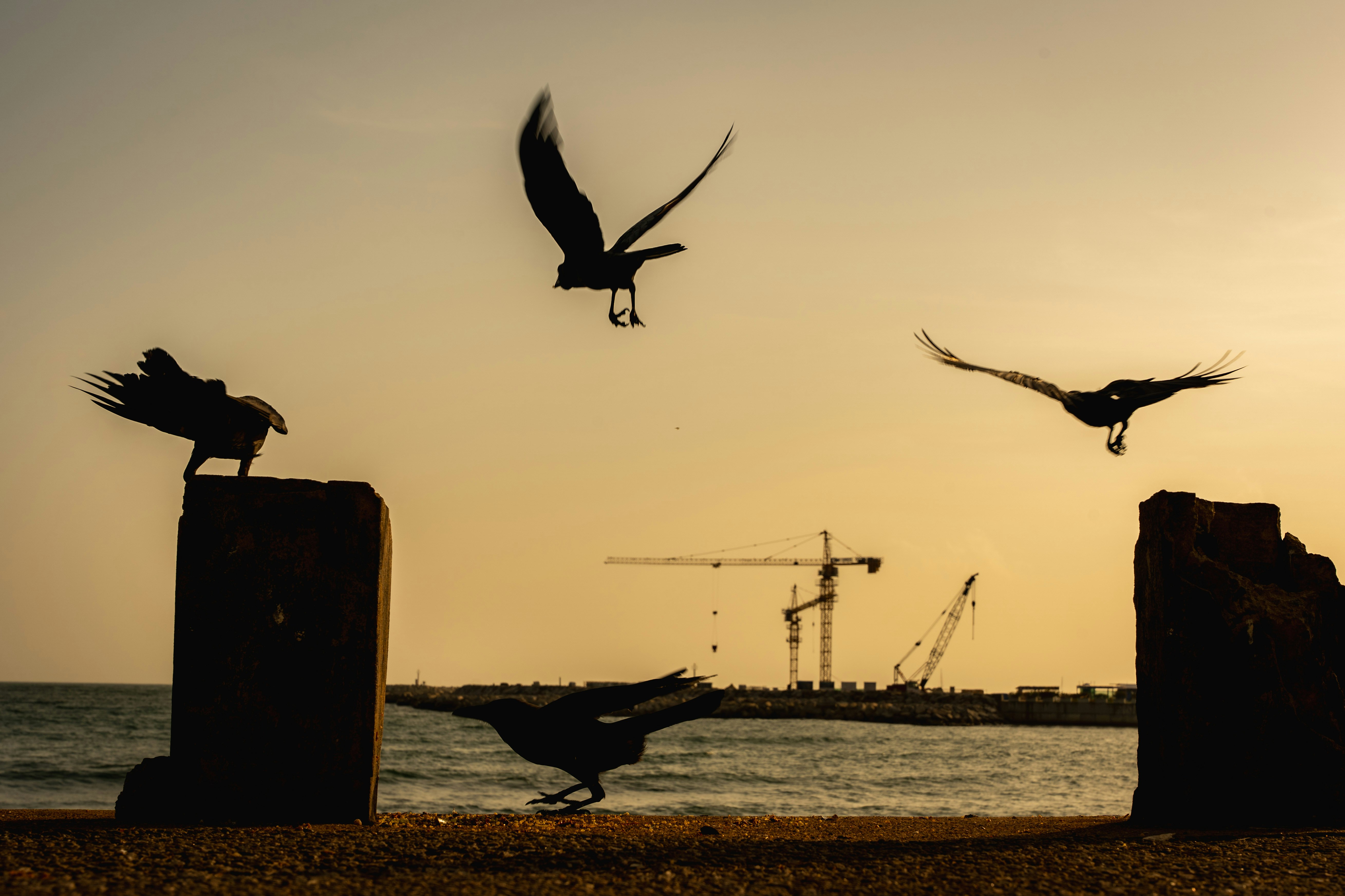 Seagulls at Dusk Over a Harbor Construction