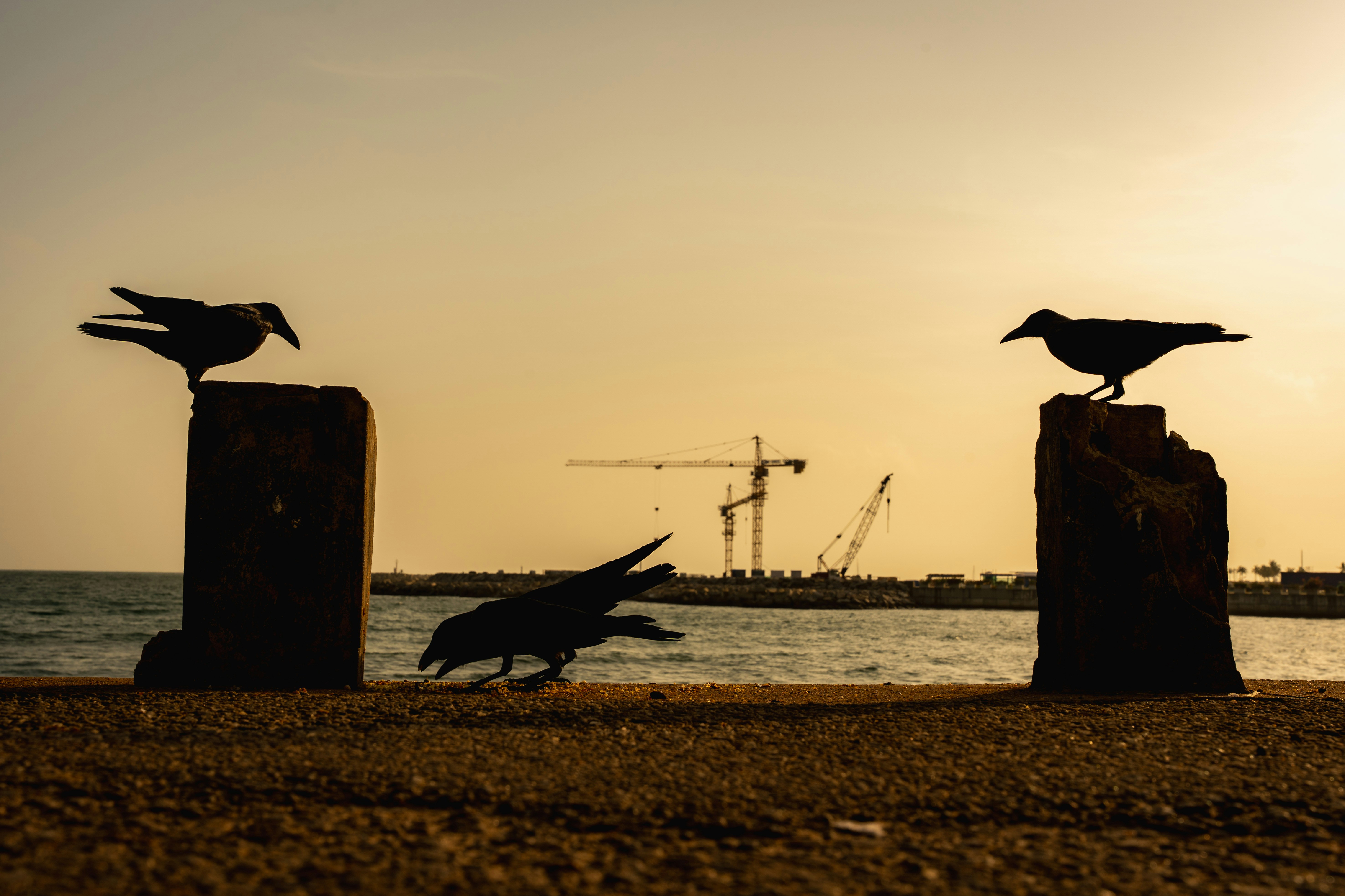 Silhouetted Seabirds at Dusk by the Harbor