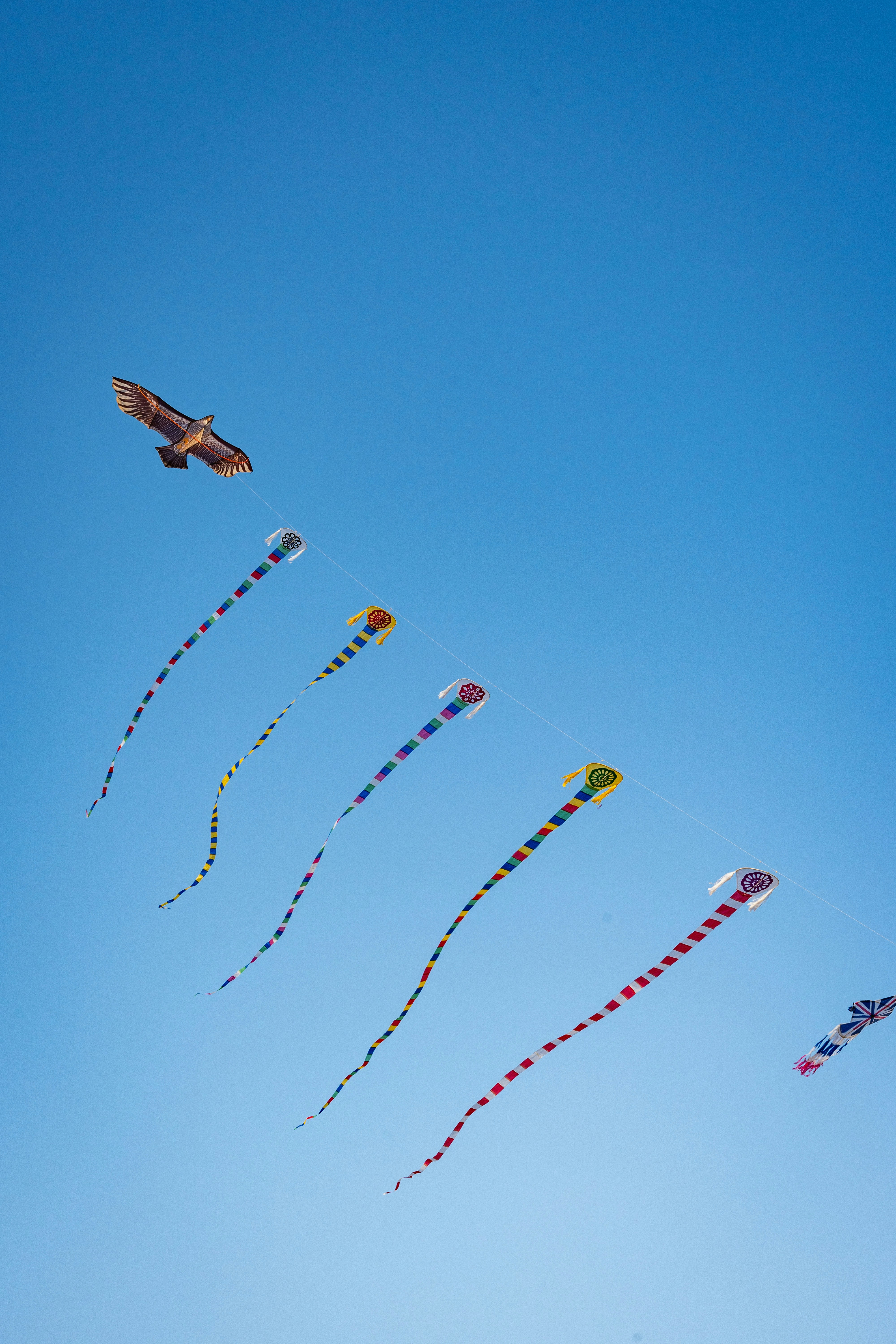Kite Streamer: A Single Bird Traces the Rainbow Tails Across a Clear Sky