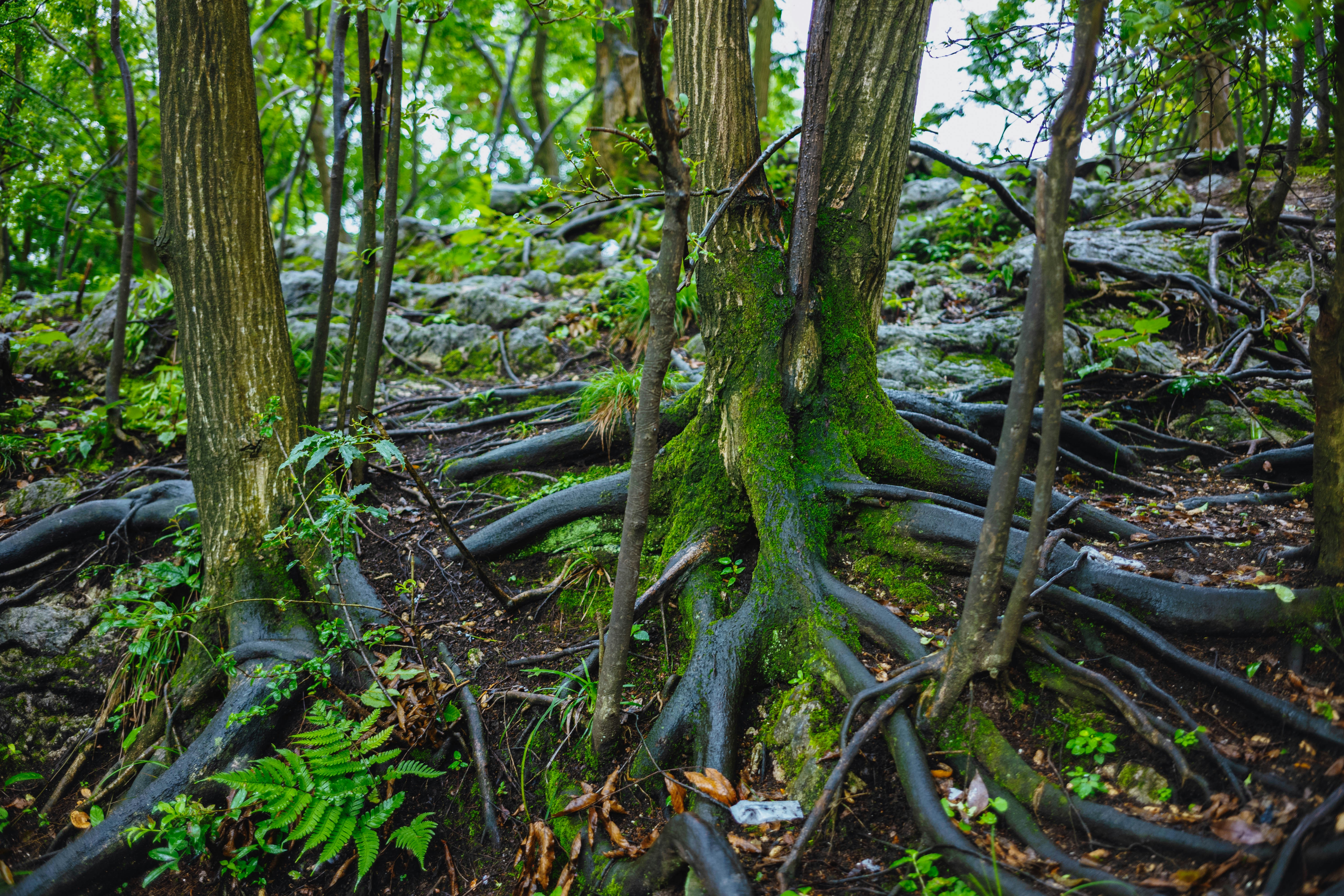 Rooted in the Wild: A Forest Floor of Surging Roots