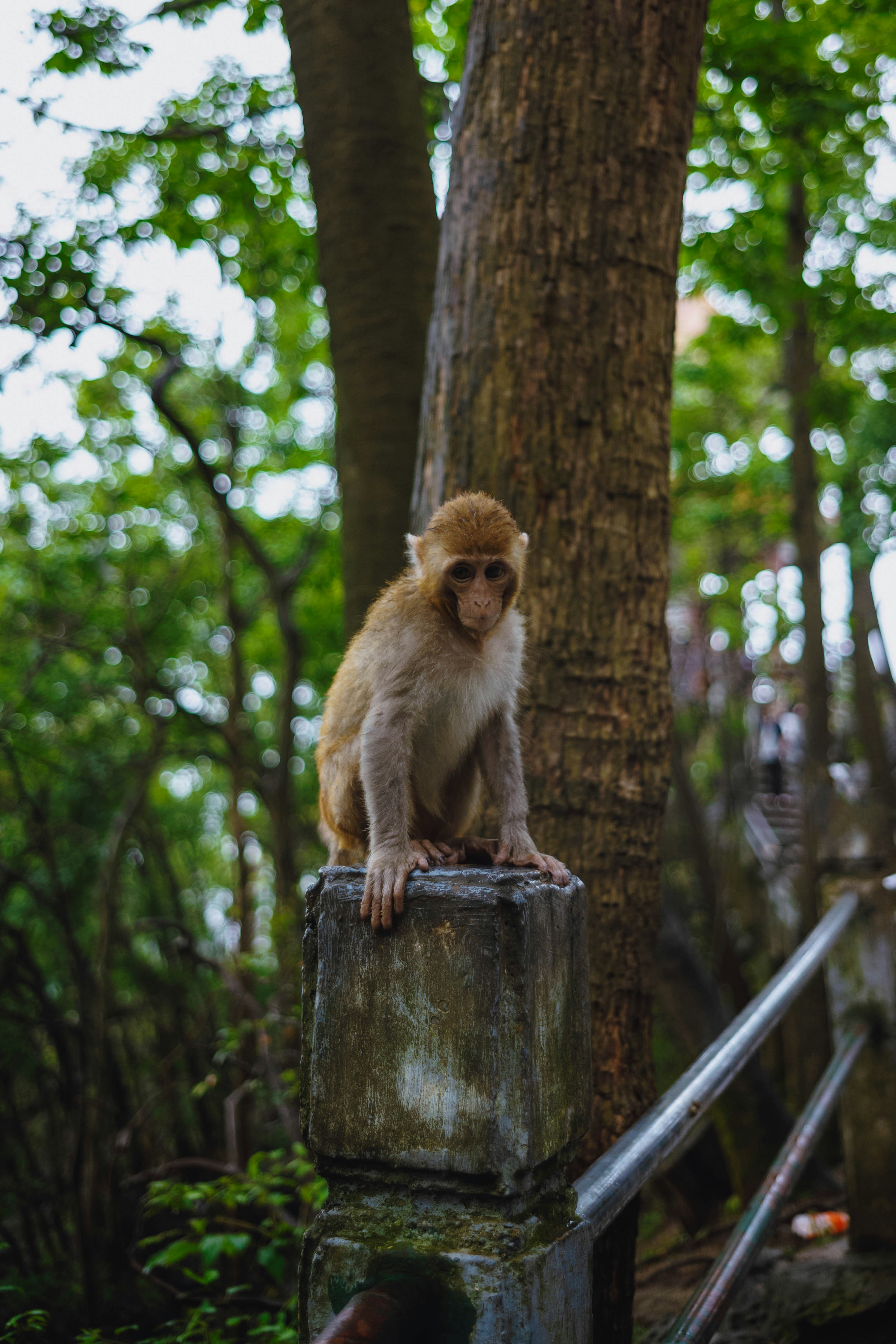 Monkey on a stone pedestal in dappled forest light