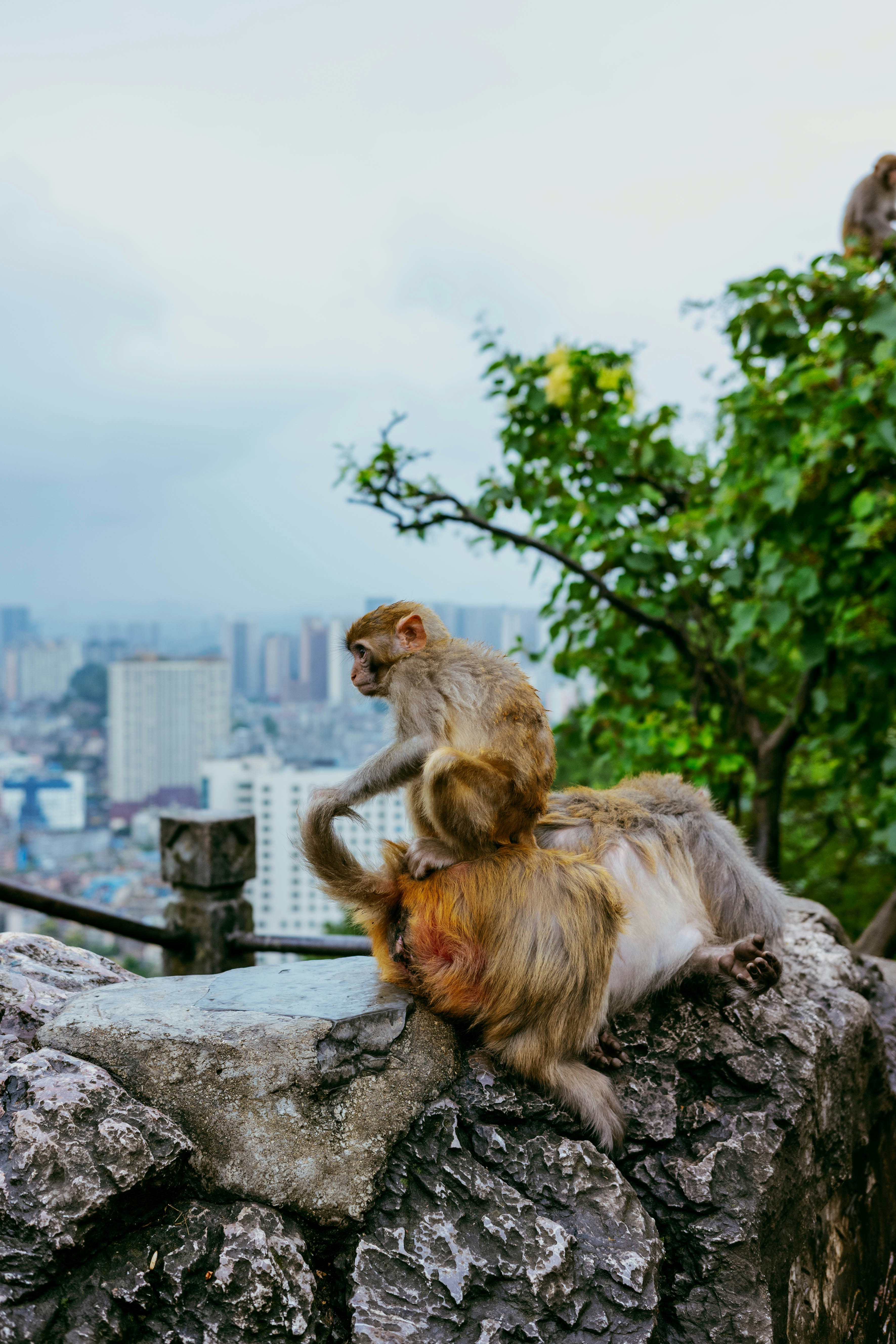 Cityscape Vigil: A Monkey Surveying the Terrace