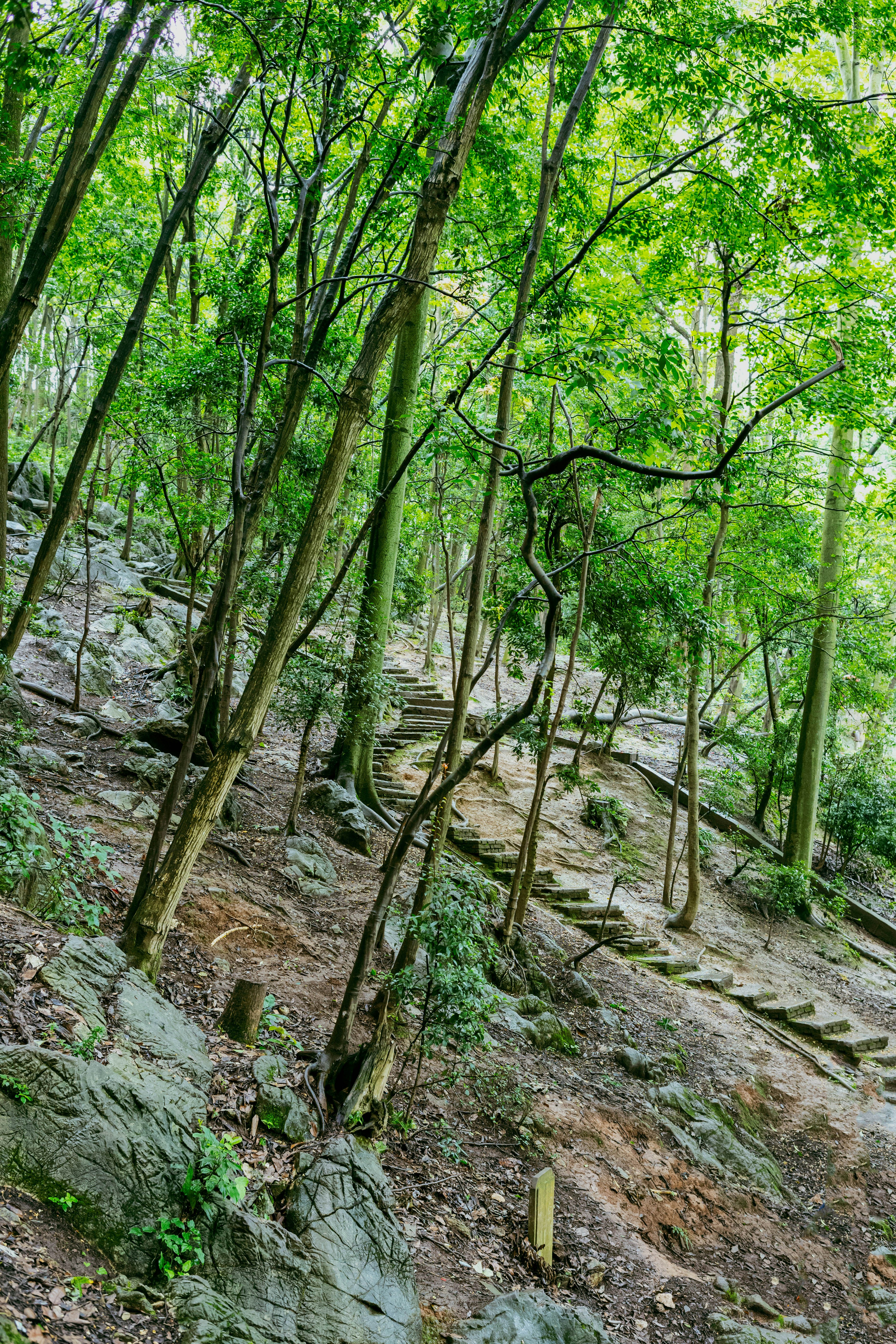 Forest Staircase: A Quiet Ascent through Sunlit Greenery