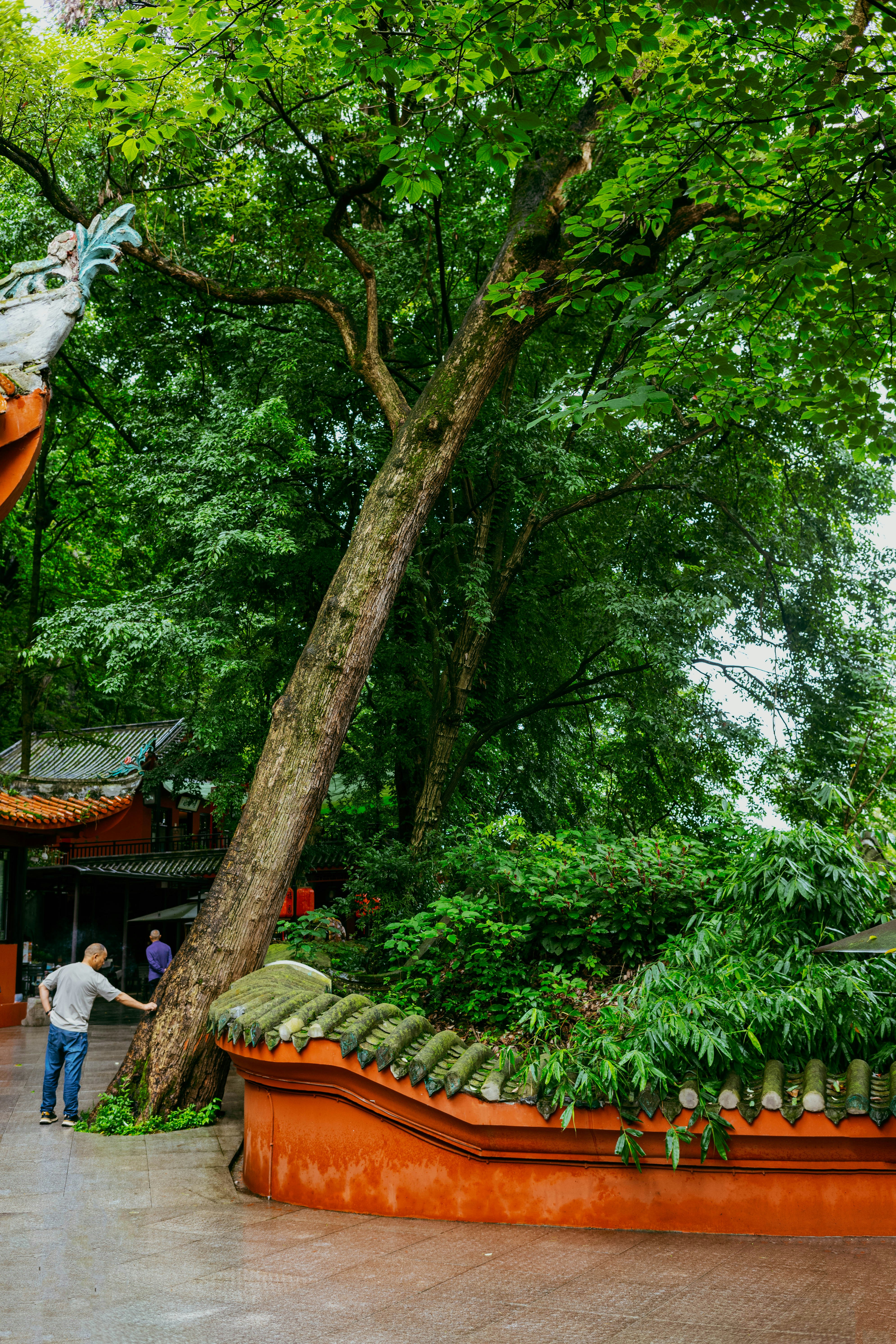 Green Canopy and Orange Curved Wall at a Temple Courtyard