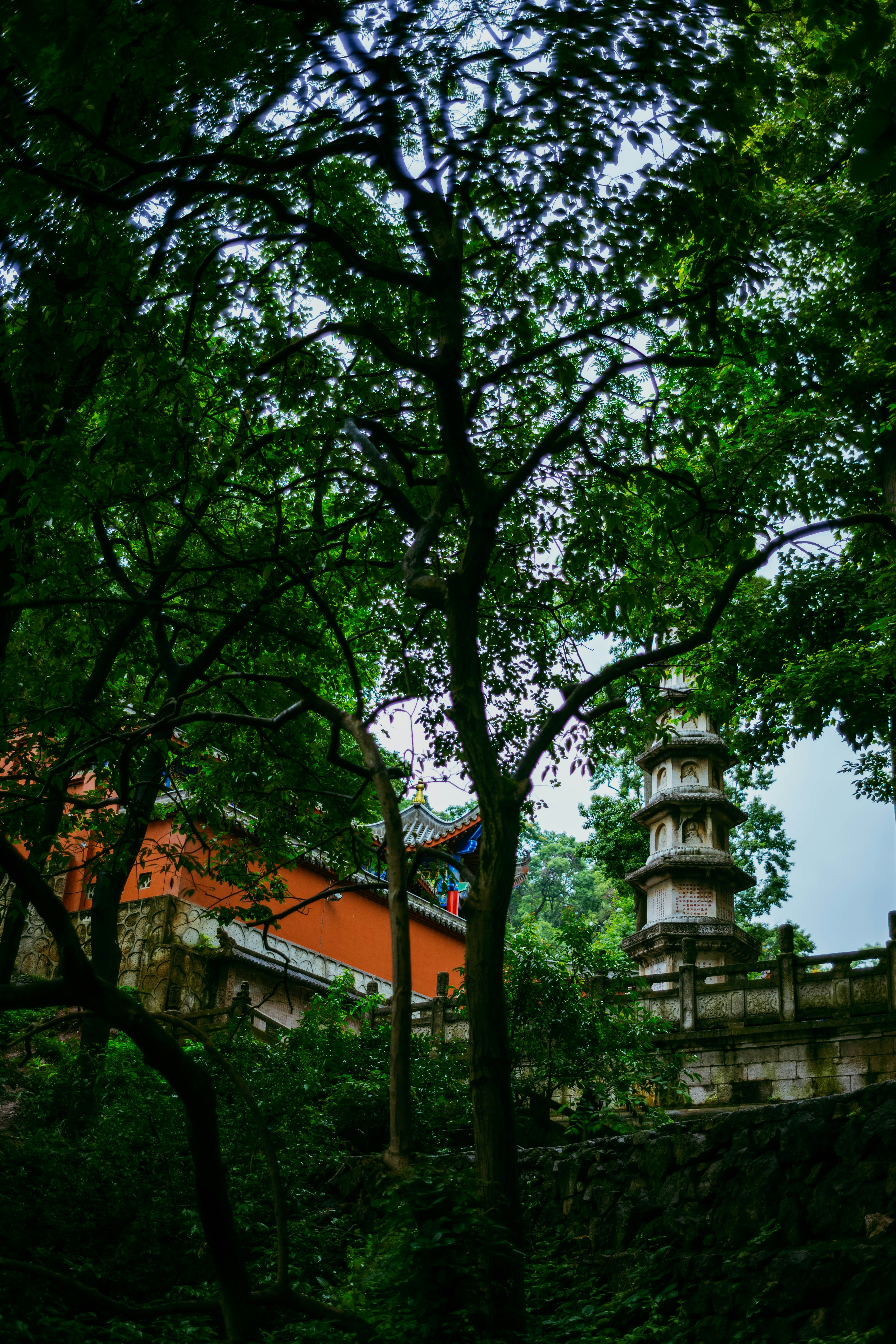 Veiled Temple Through the Canopy