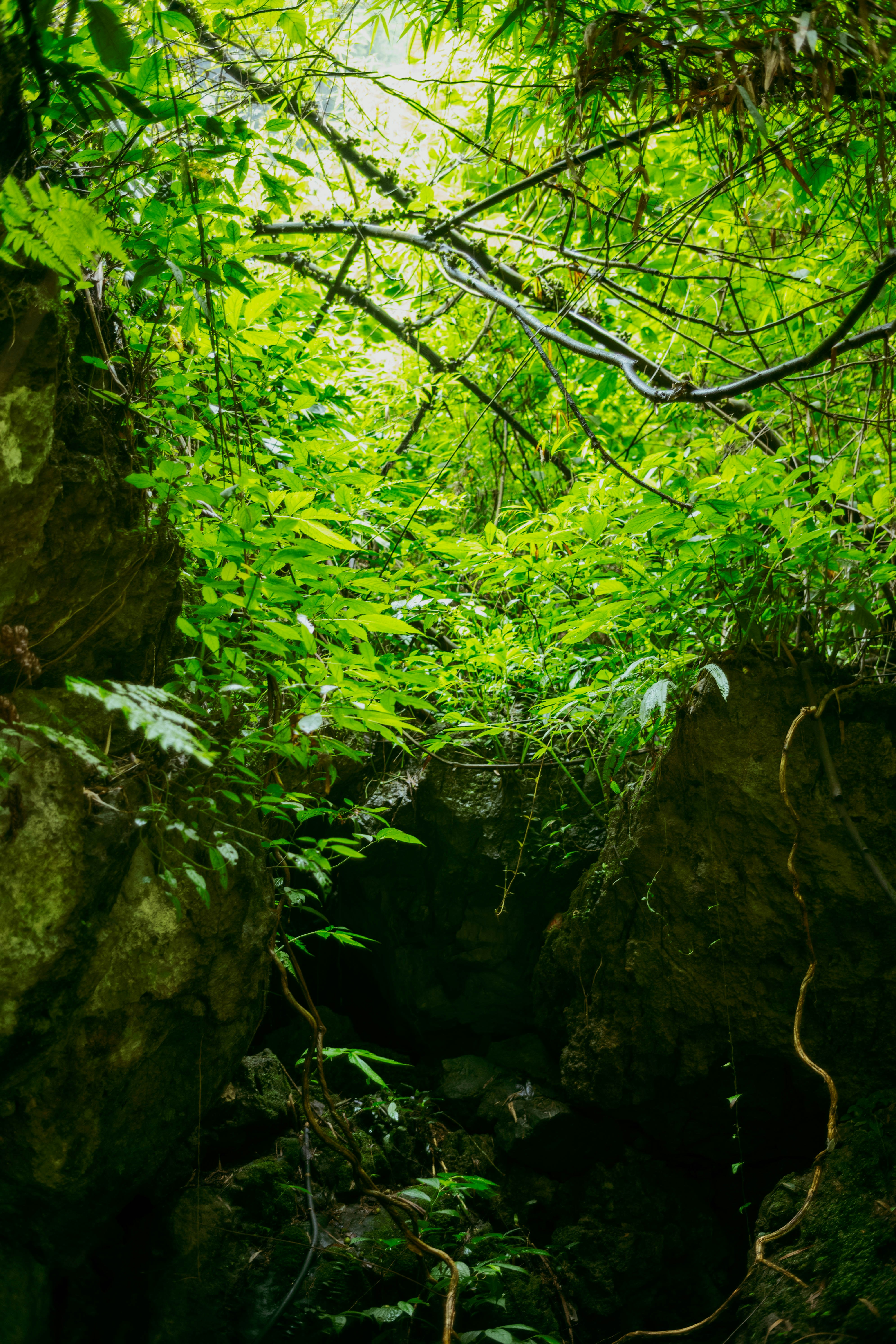 Sunlit Green Gorge: Rivulet of Leaves and Rock