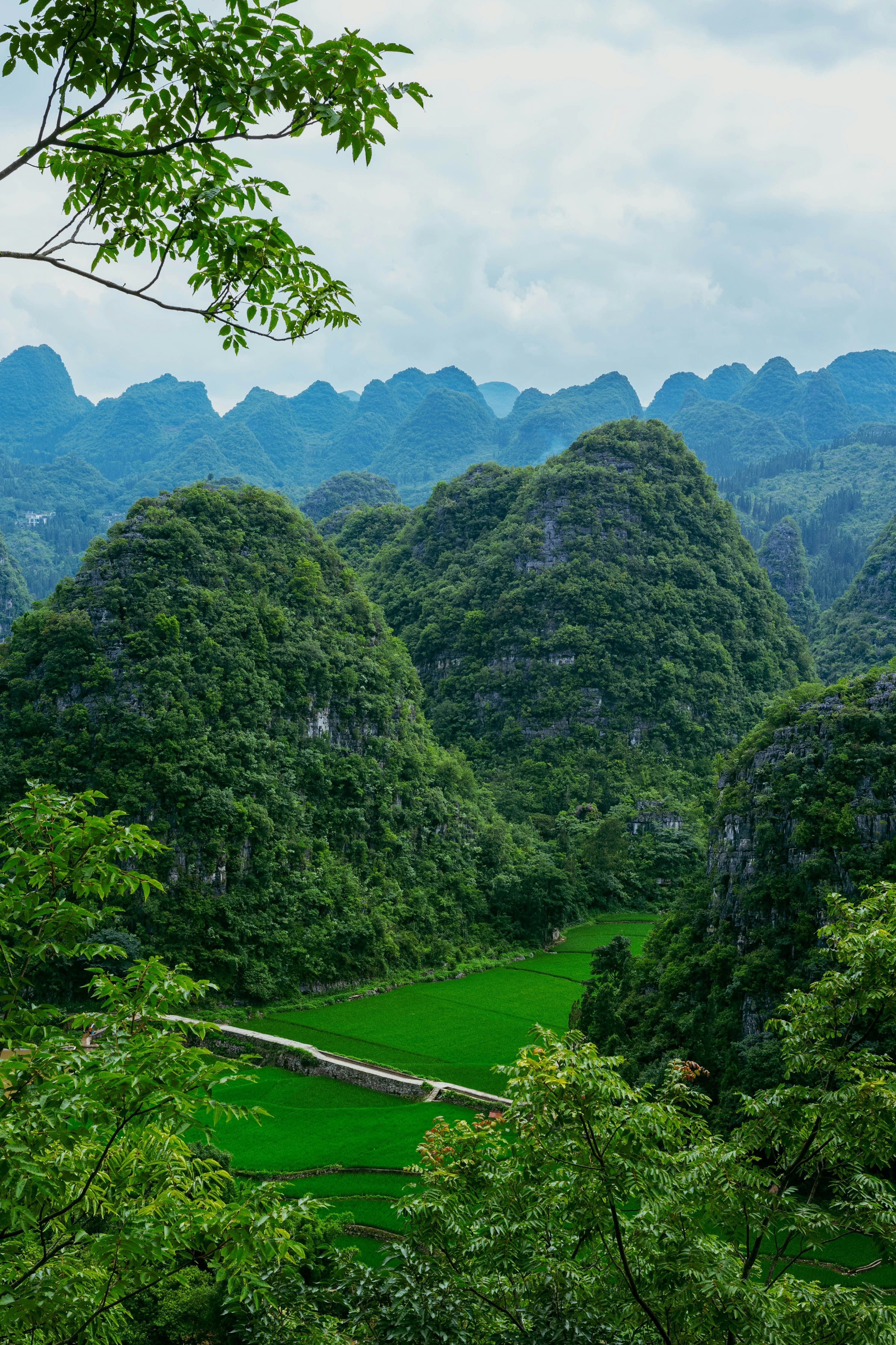 Verdant Canyons: Carved Green Peaks and a Ribbon of Rice
