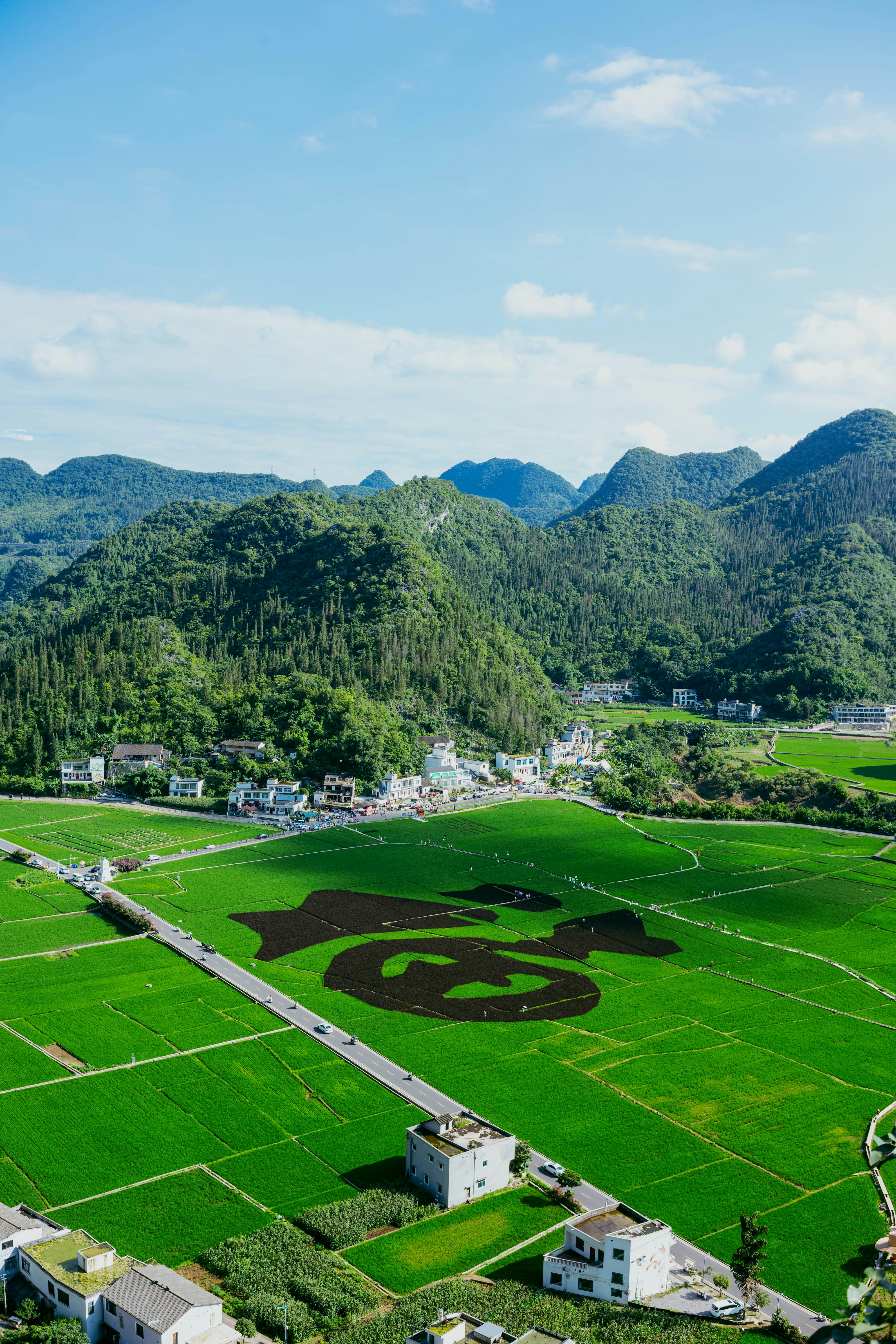 Shadow Dragon in the Rice Fields