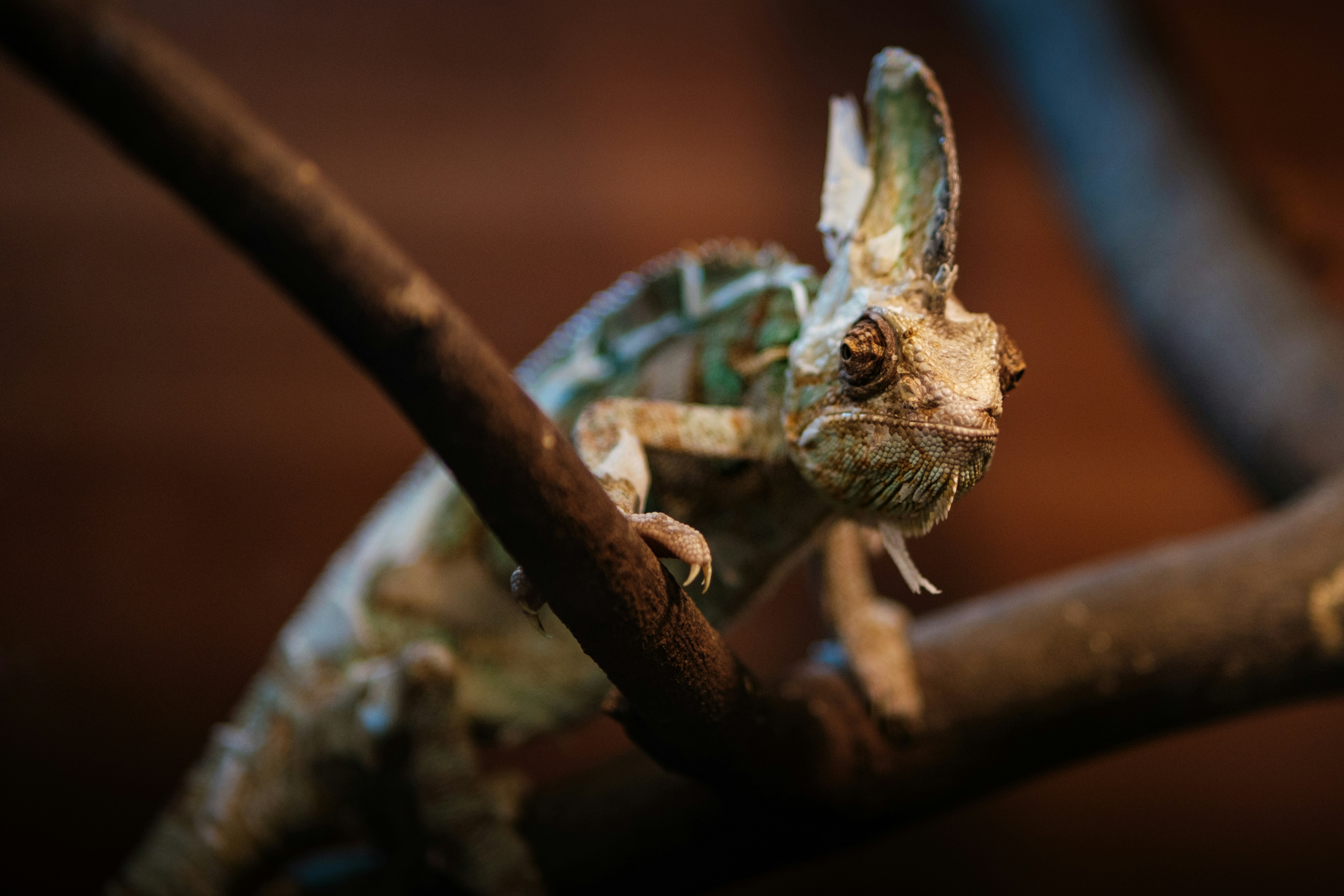 Ambushed by a Branch: A Tiny Gecko in Focus
