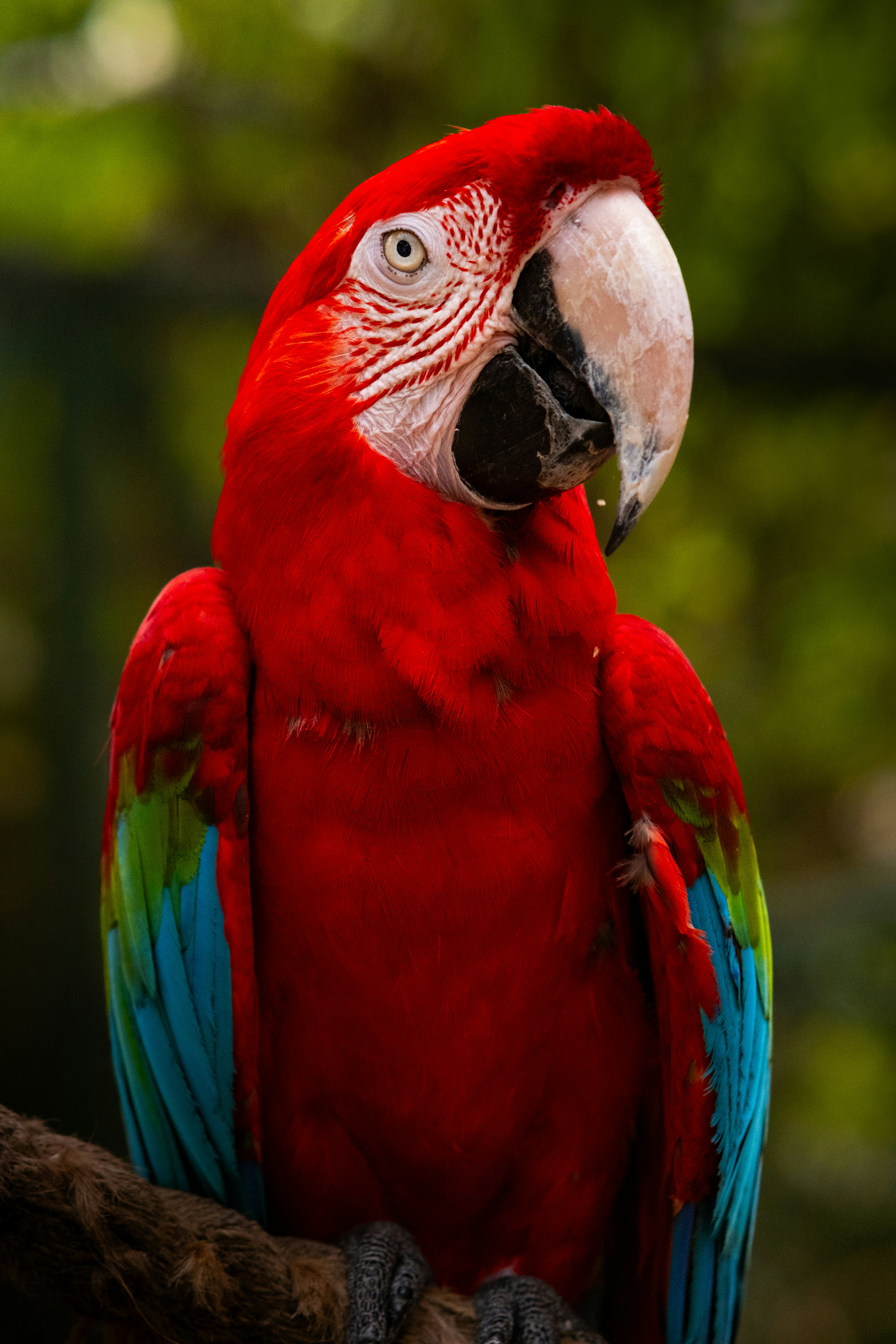 Crimson Crest: A Scarlet Macaw Stares Down the Lens