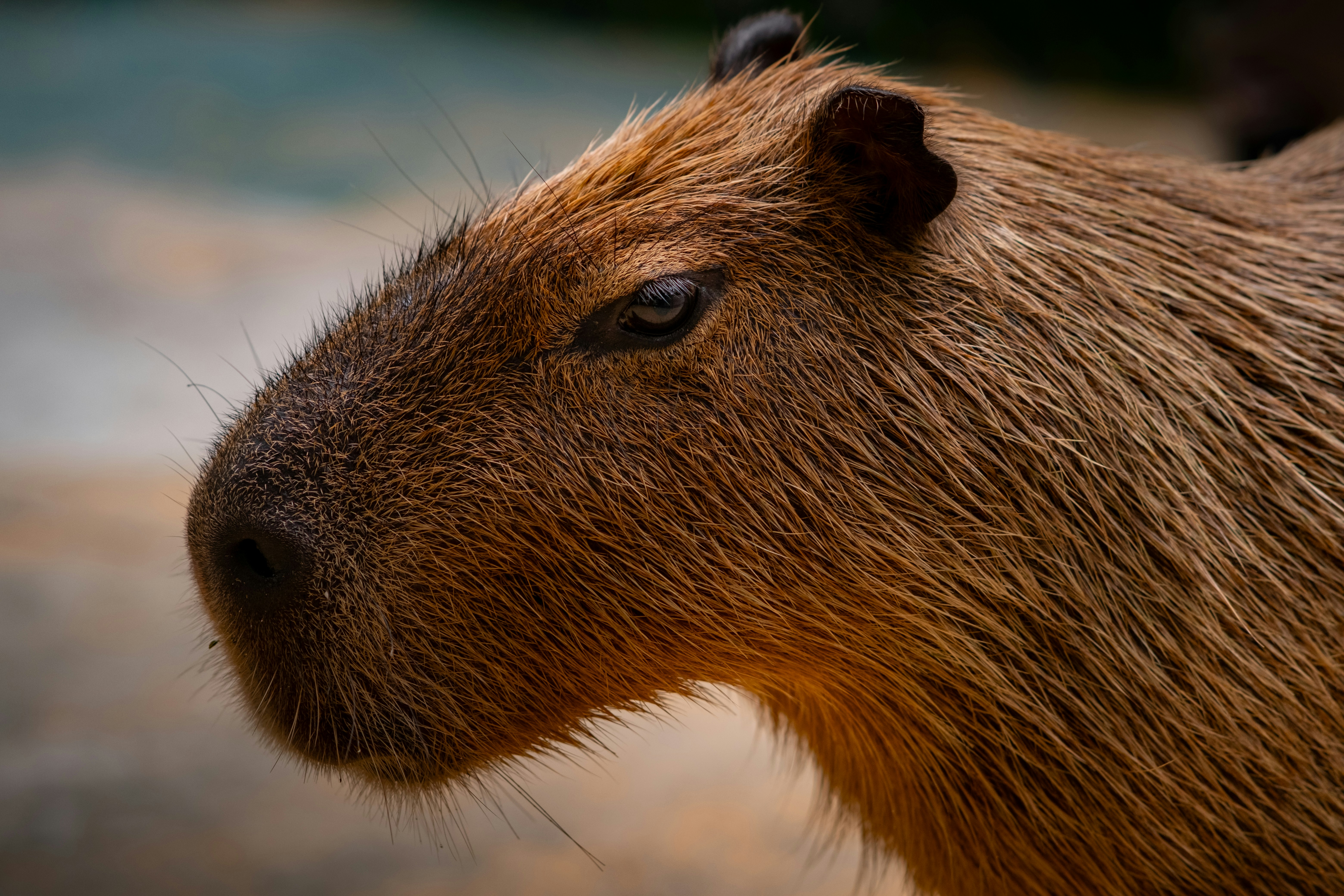Close-up of a capybara’s calm profile by the water