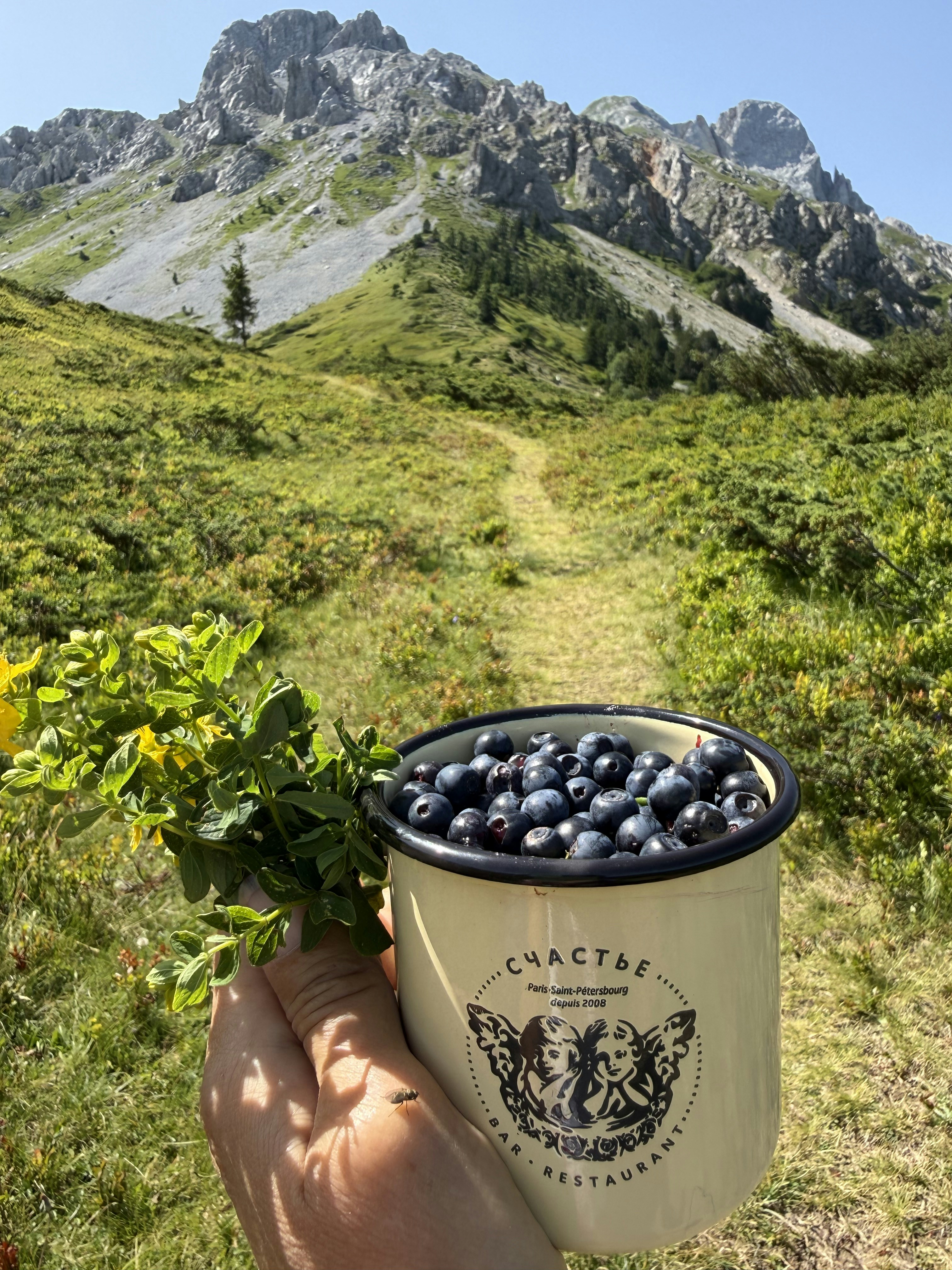 Blueberry Bucket at the Alpine Path