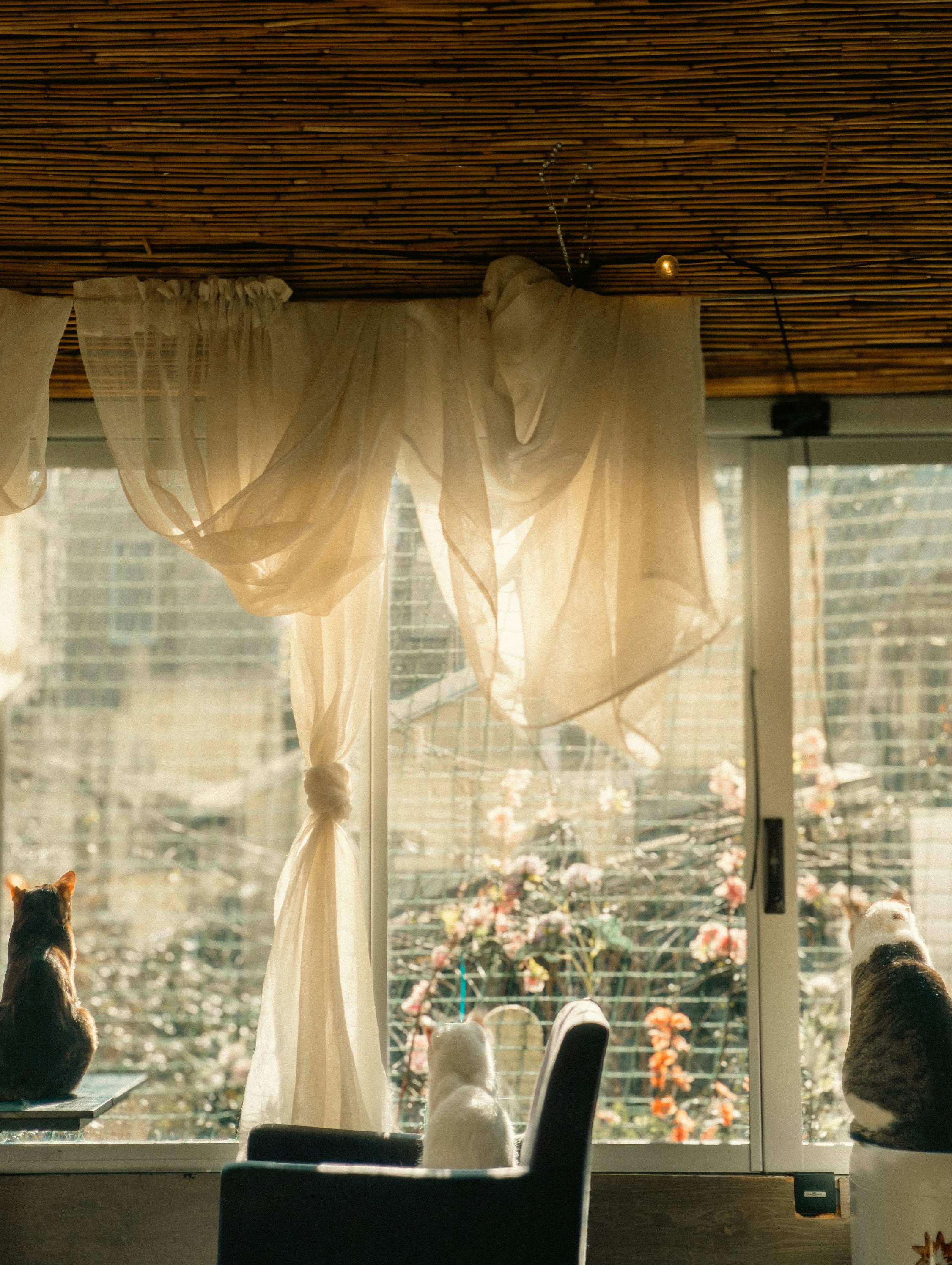 Cats at the Window: Quiet Sunlit Corner with Draped Fabric