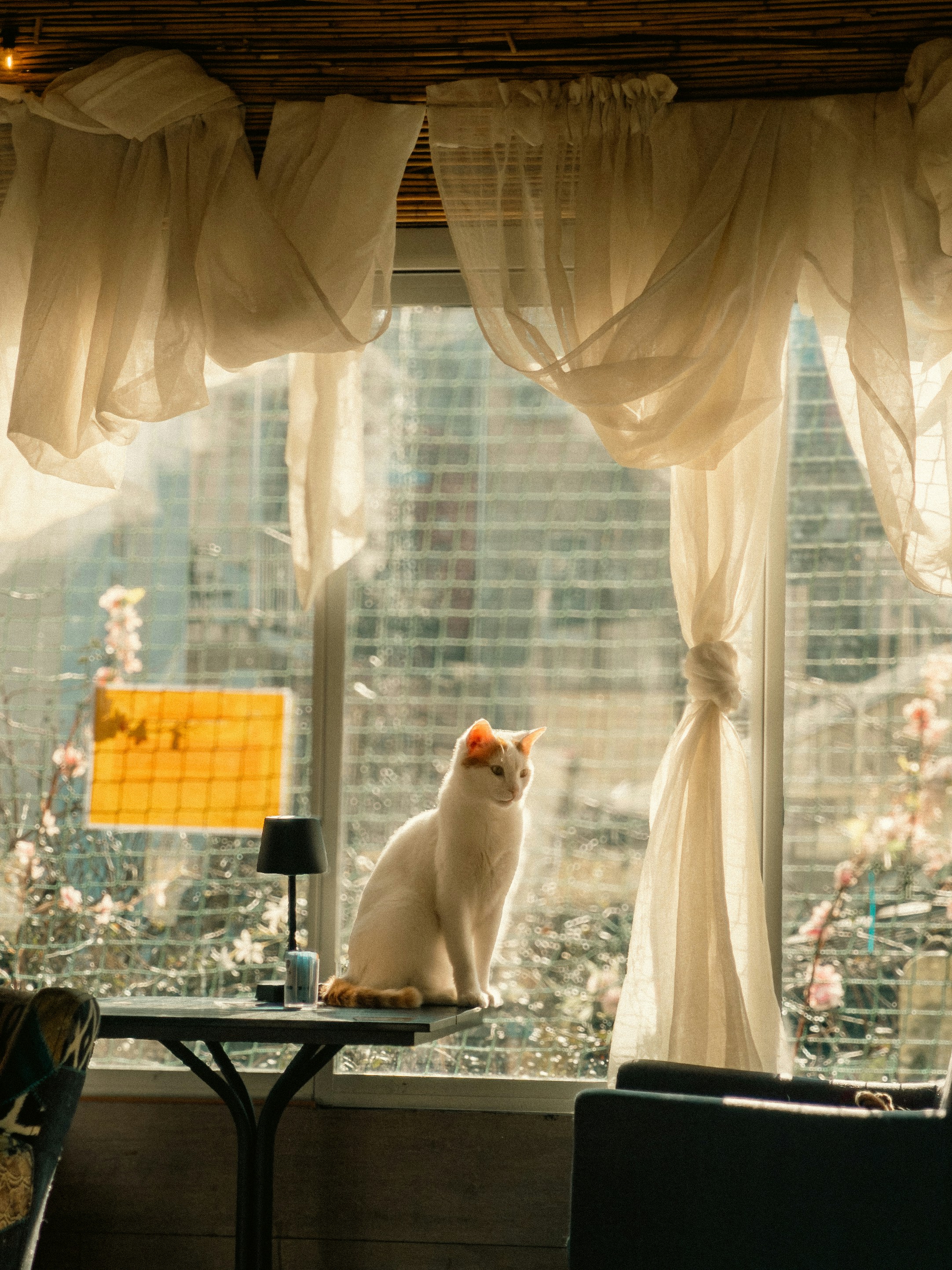 White cat perched on a table by a sunlit window with flowing sheer curtains and a warm, cozy interior.
