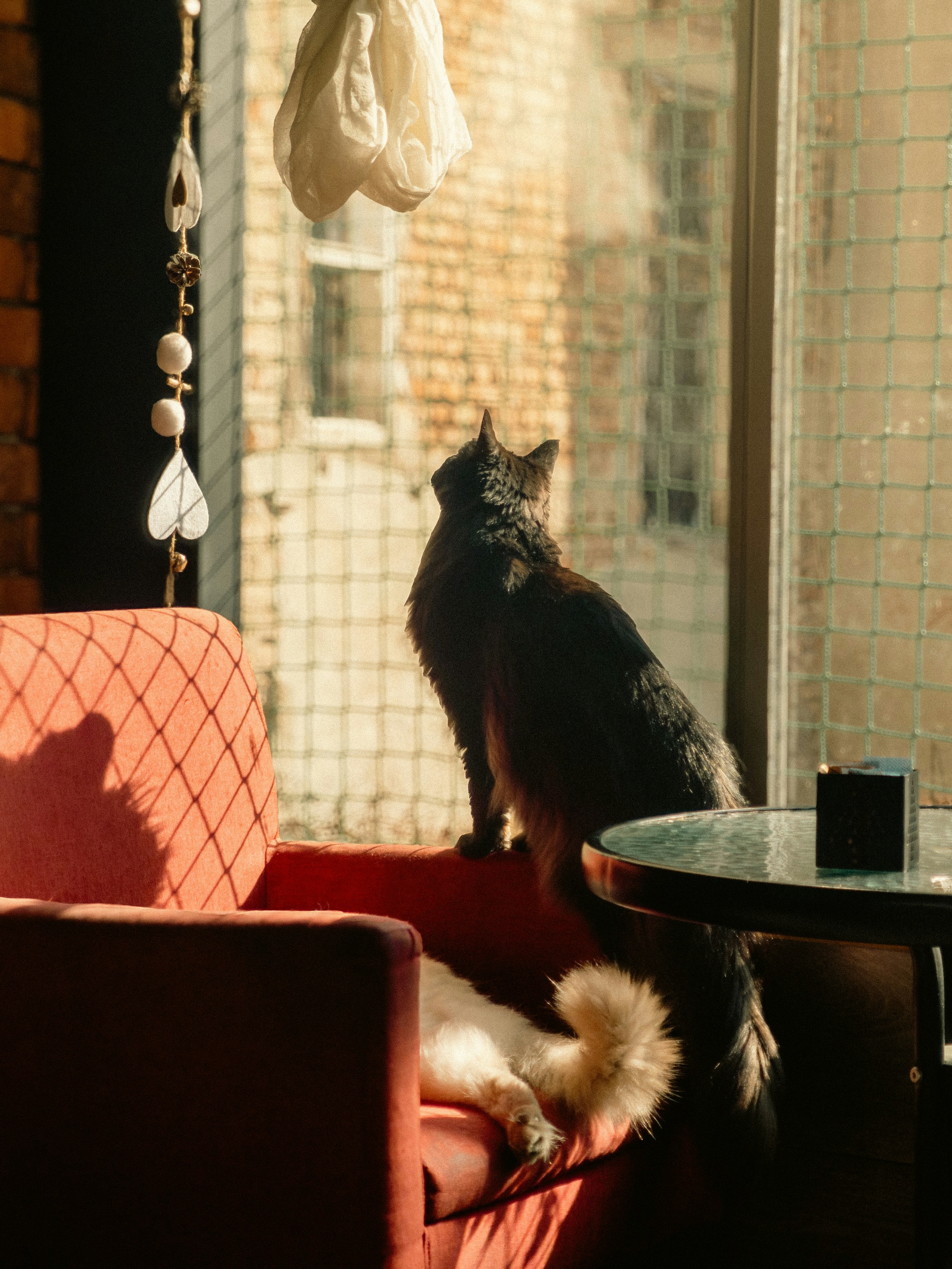 Cat at the Window: Warm Afternoon Light on a Curious Observer