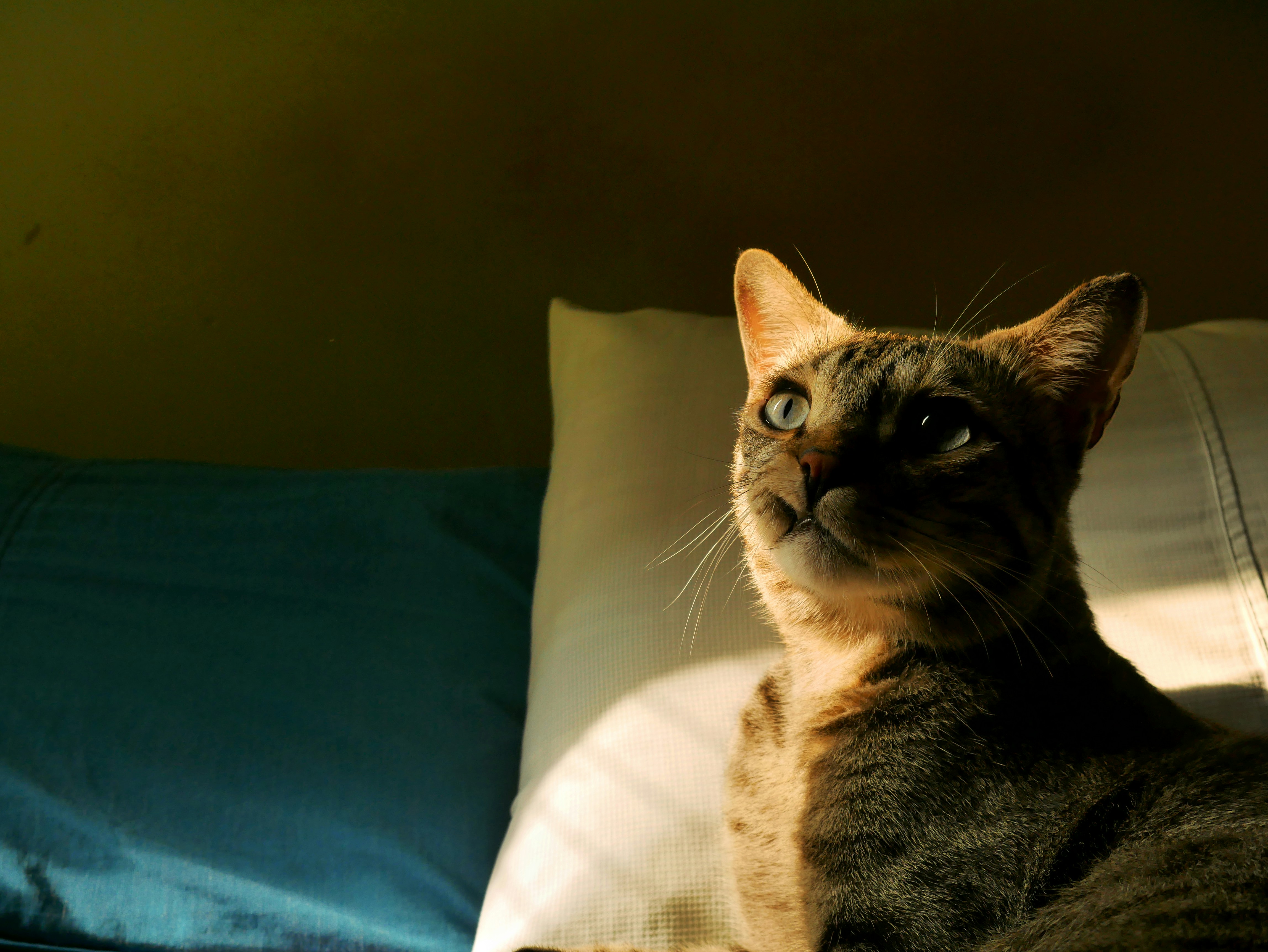Sunlit Glance: A Cat Tracing Light on a Cozy Bed