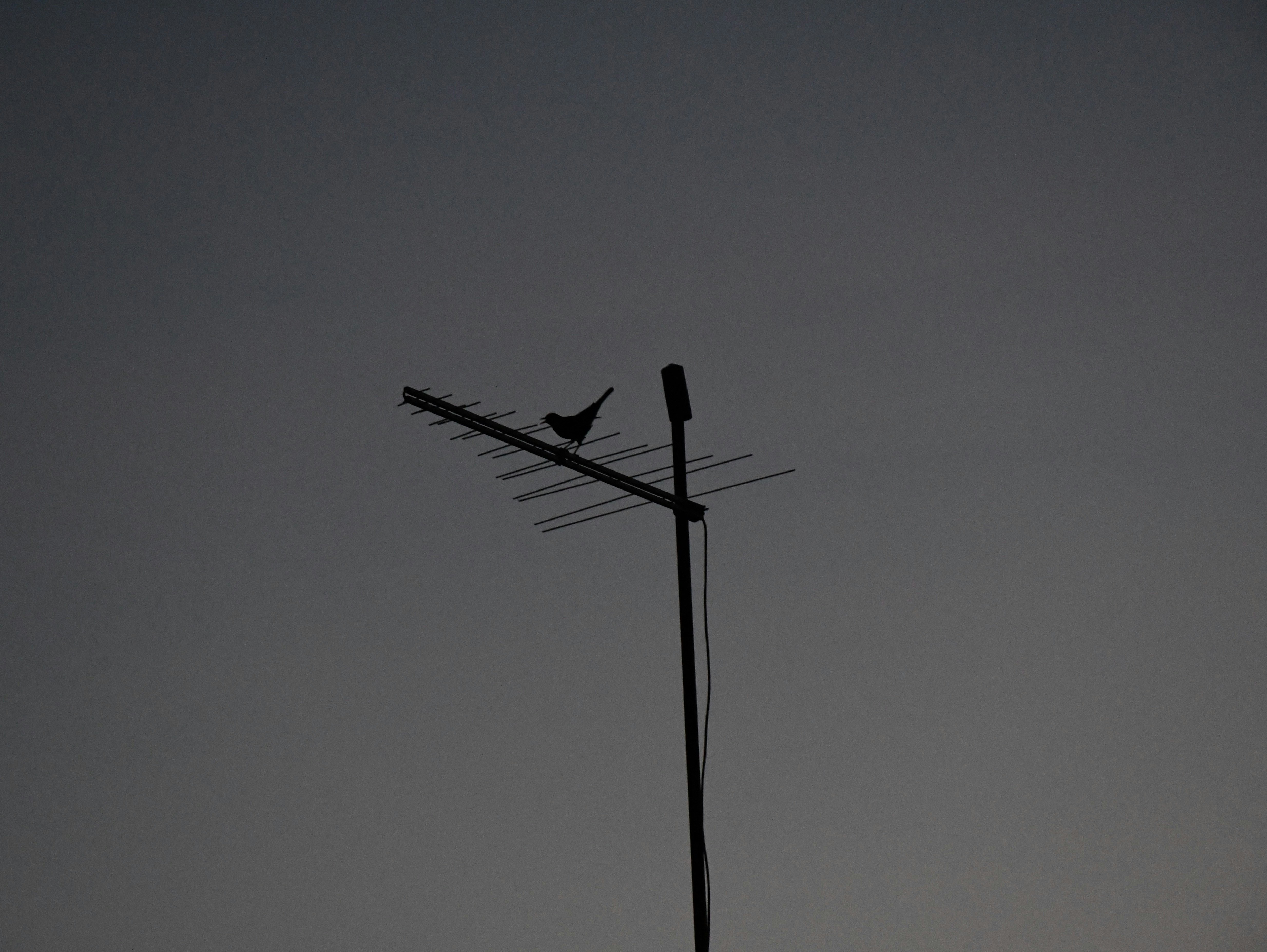 Silhouette at Dusk: A Bird Perches Above the Static Antenna
