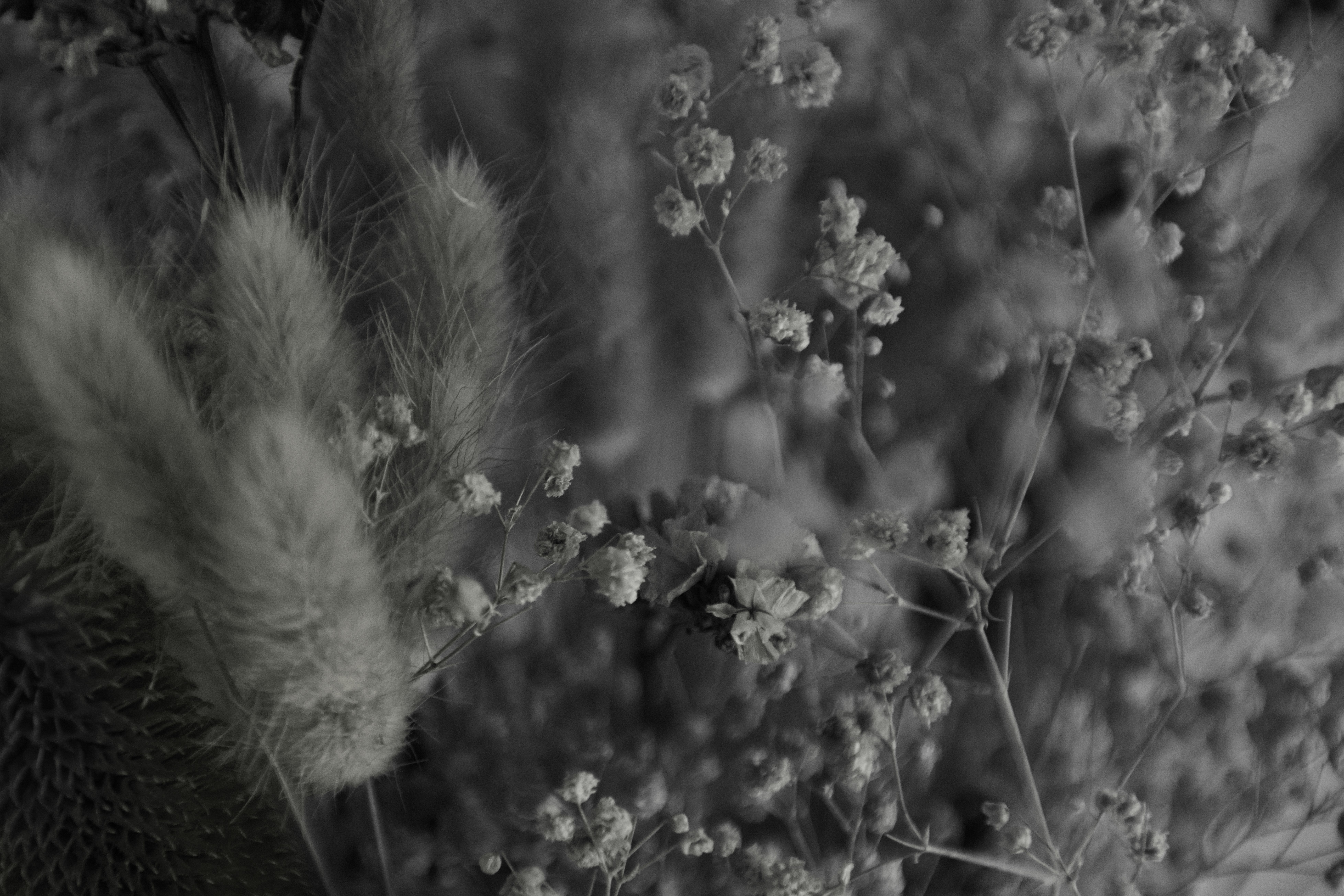 Soft Adornment: Wildflowers in Quiet Monochrome