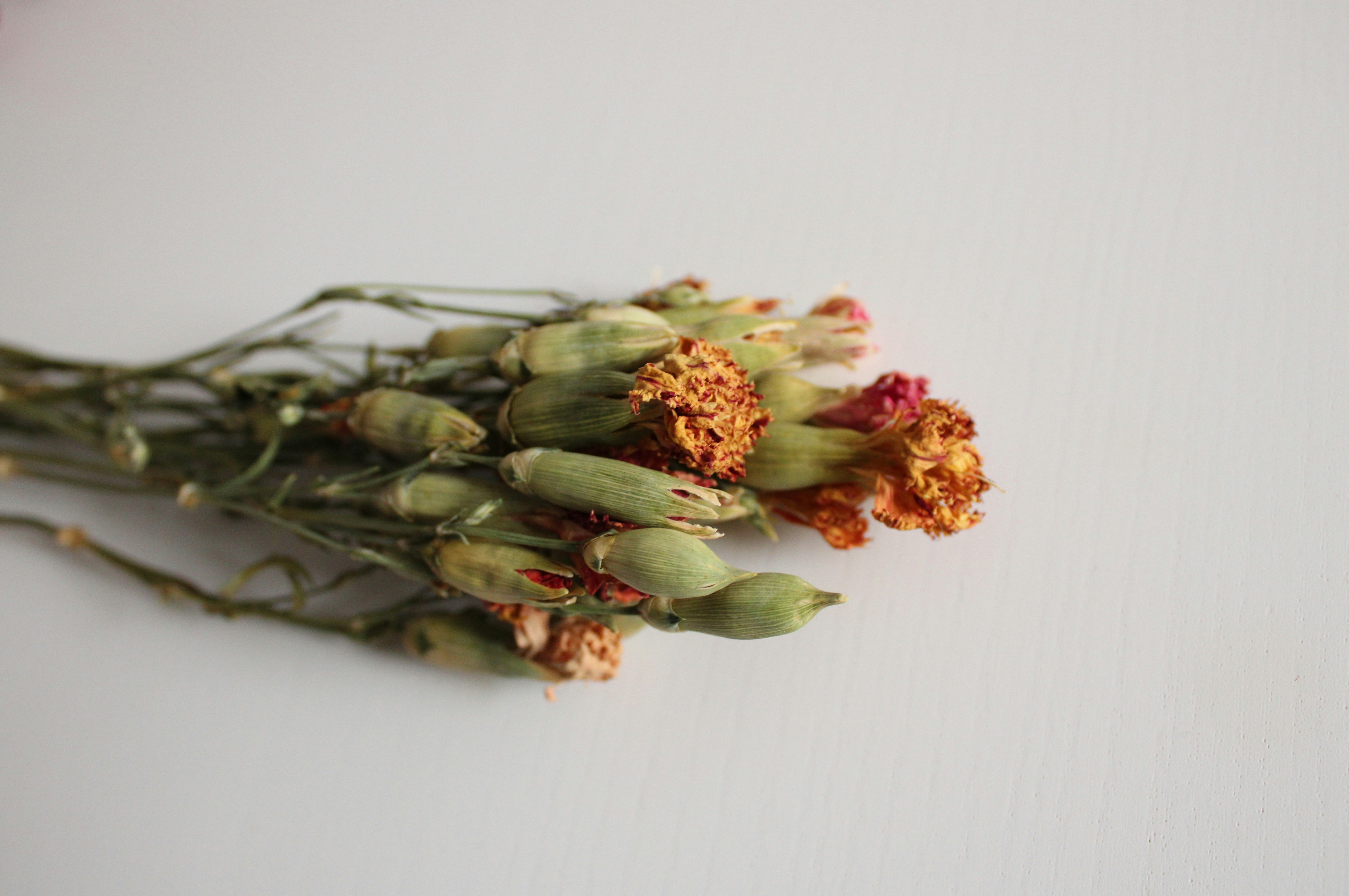 Dried Floral Cluster on Pale Surface