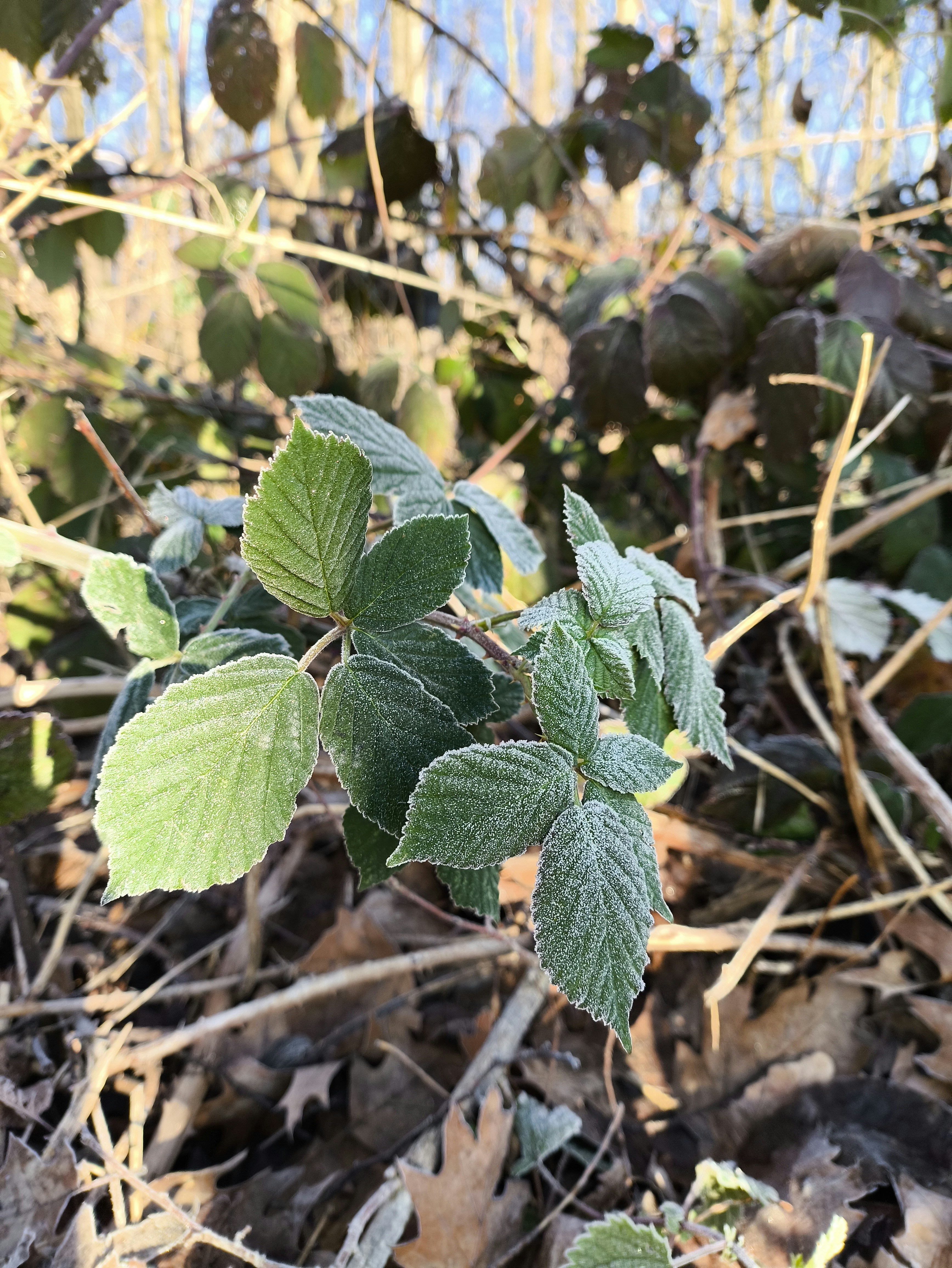 Frosted nettle: frost-kissed leaves in a sleepy undergrowth