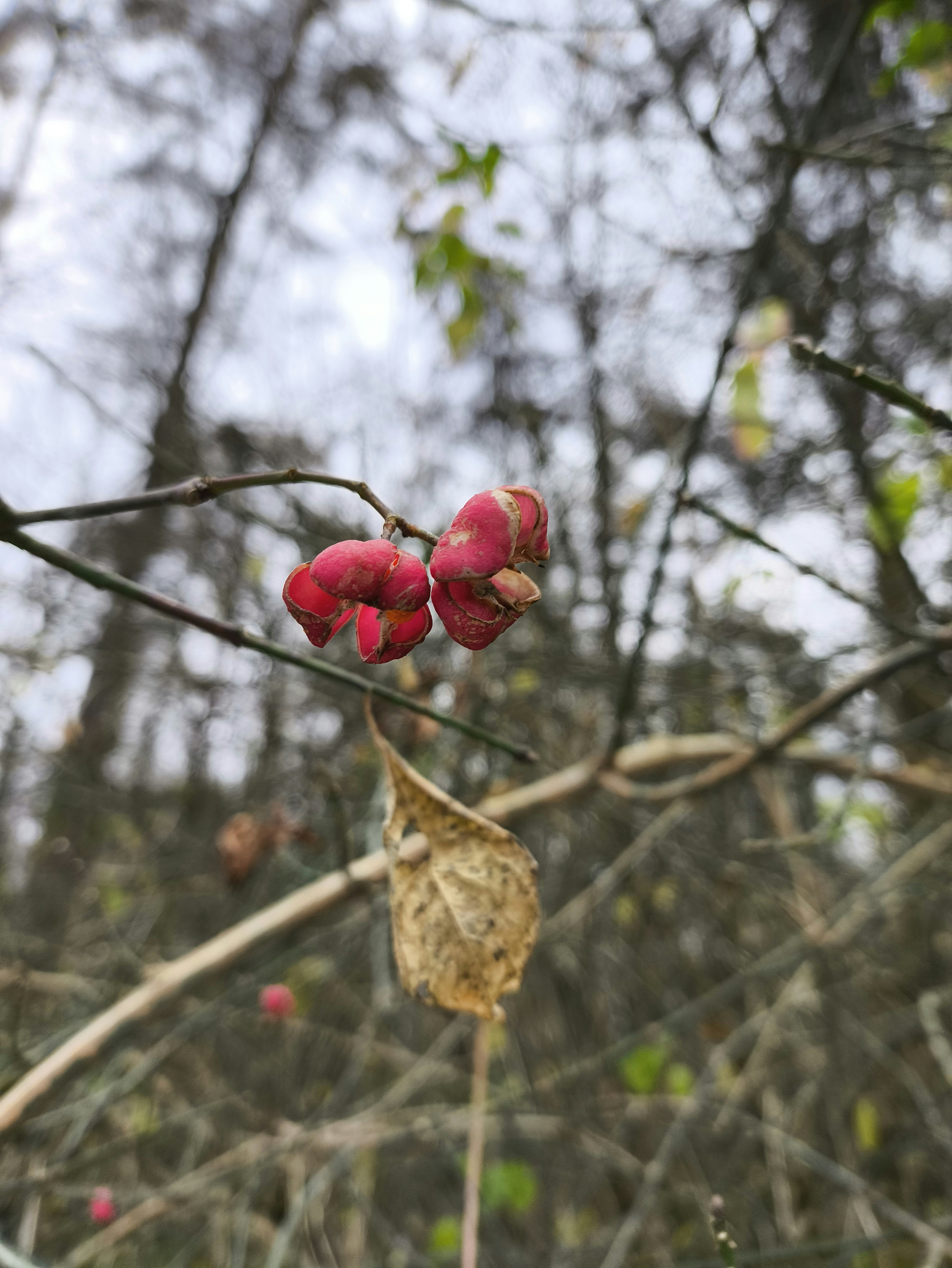 Red Berry Cluster on a Winter Bough