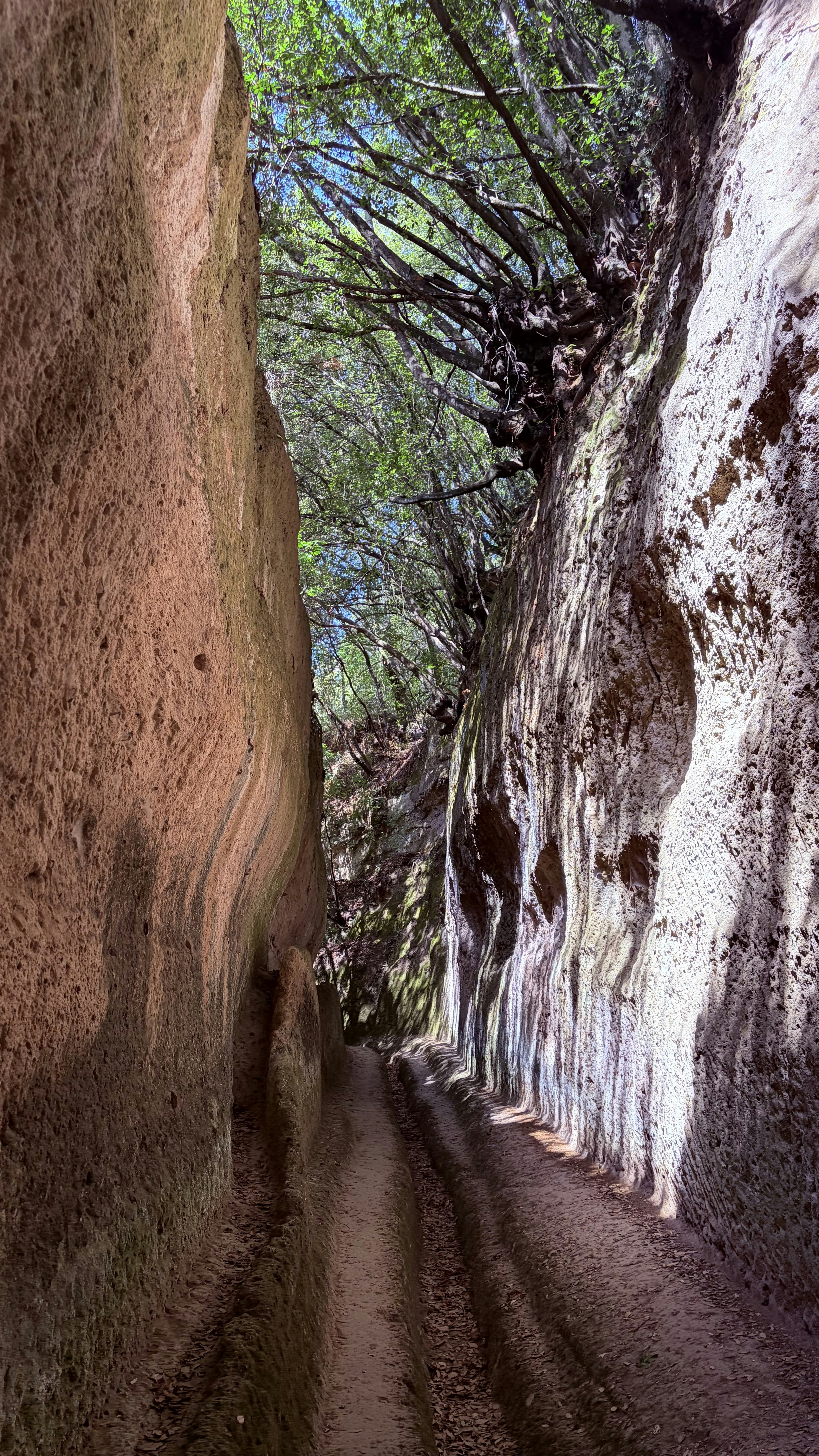 Between Sunlit Walls: A Narrow Canyon Path
