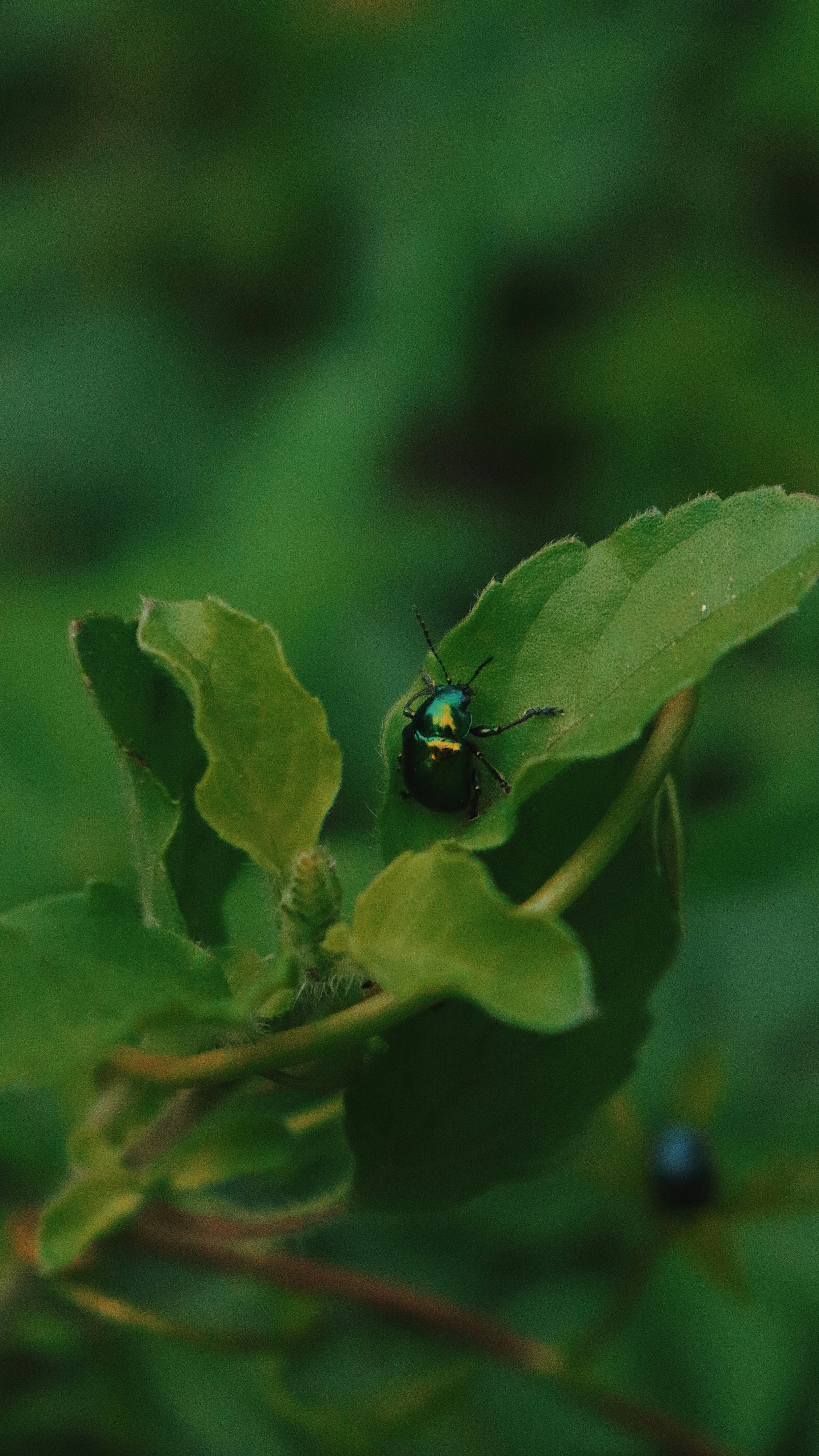 Emerald Shard on a Leaf: a Jewel Beetle in Quiet Green