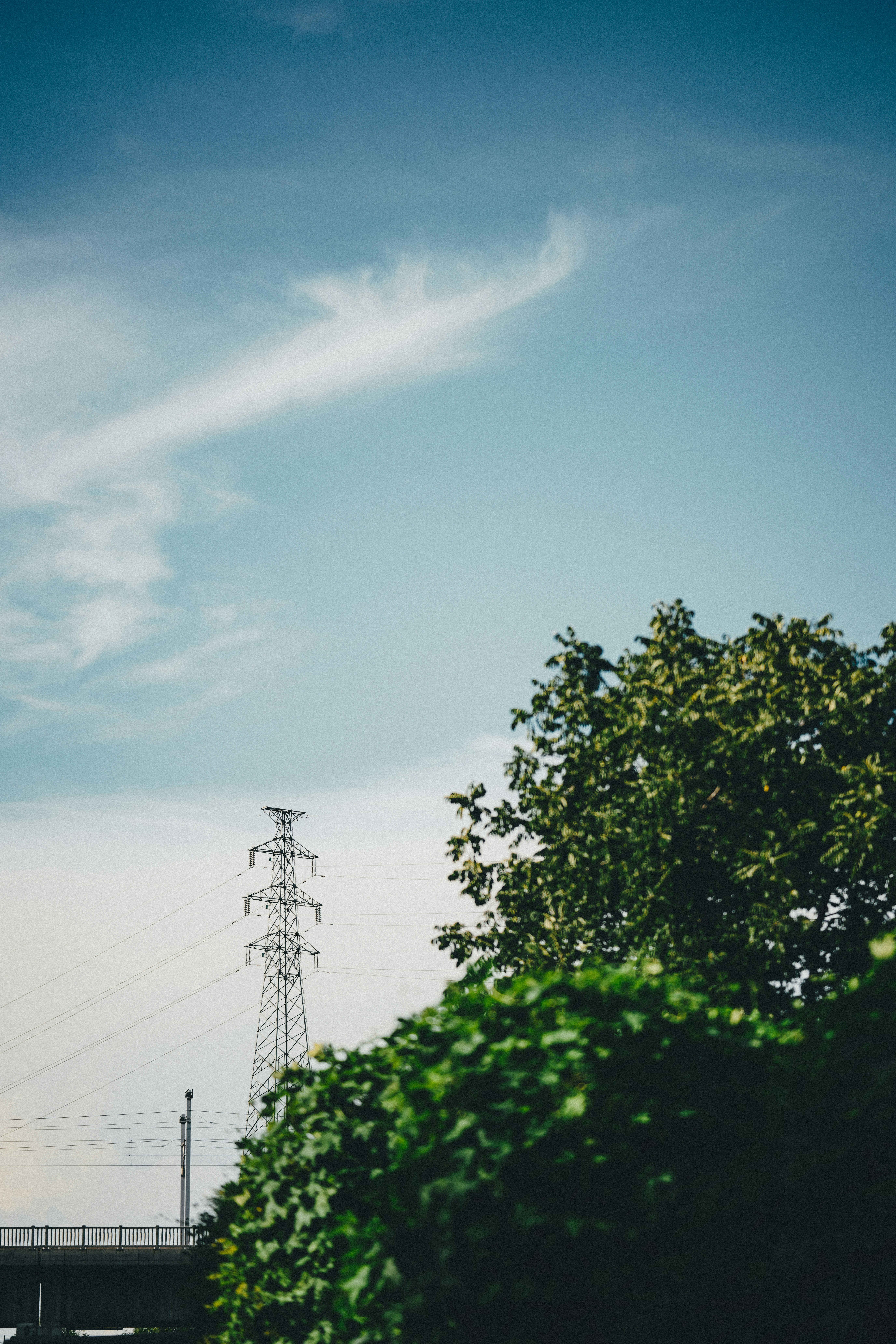 Power Lines and Green Canopy under a Wide Sky