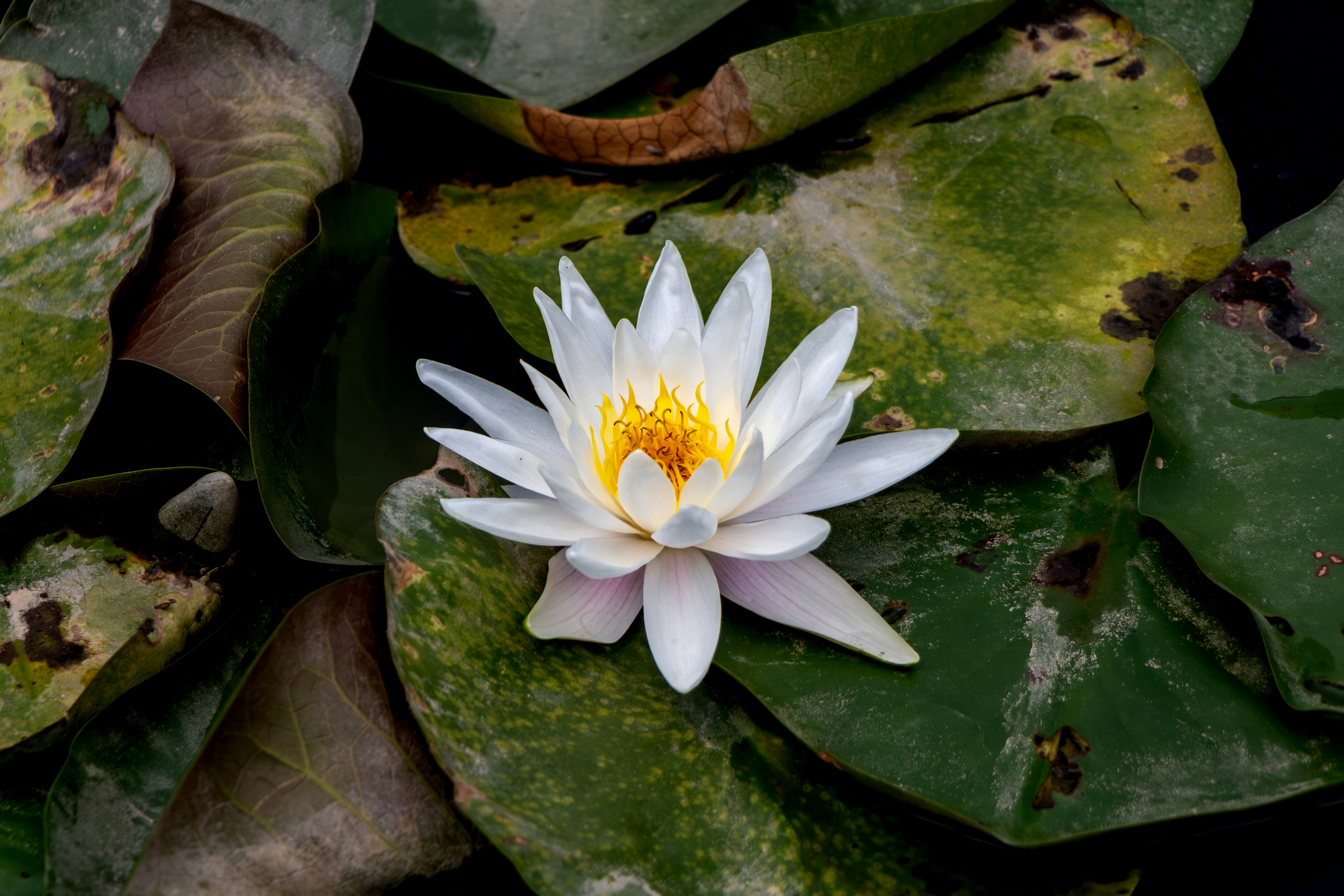 White Water Lily Framed by Green Pads in Quiet Pond