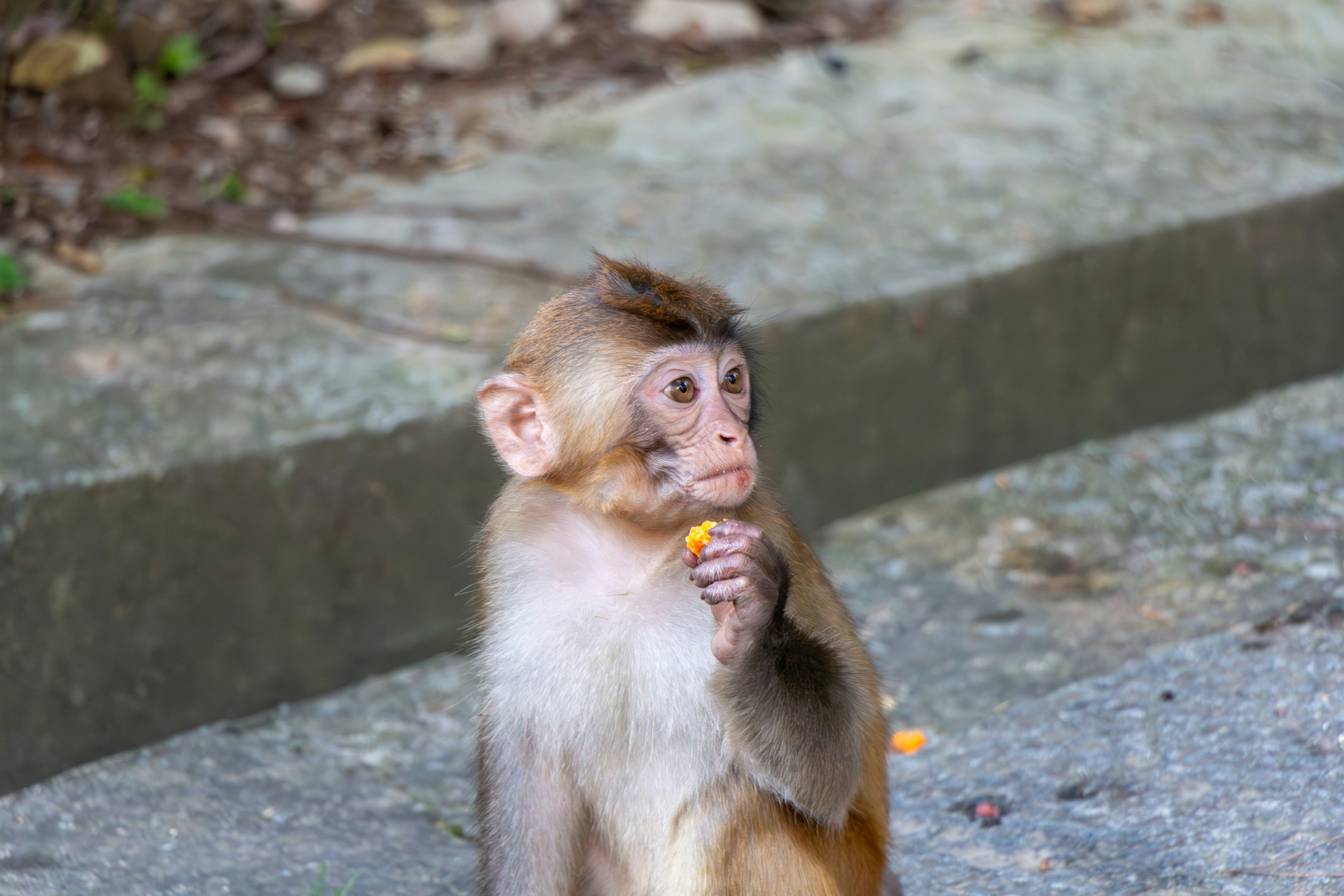Curious Monkey at the Edge of the Pavement