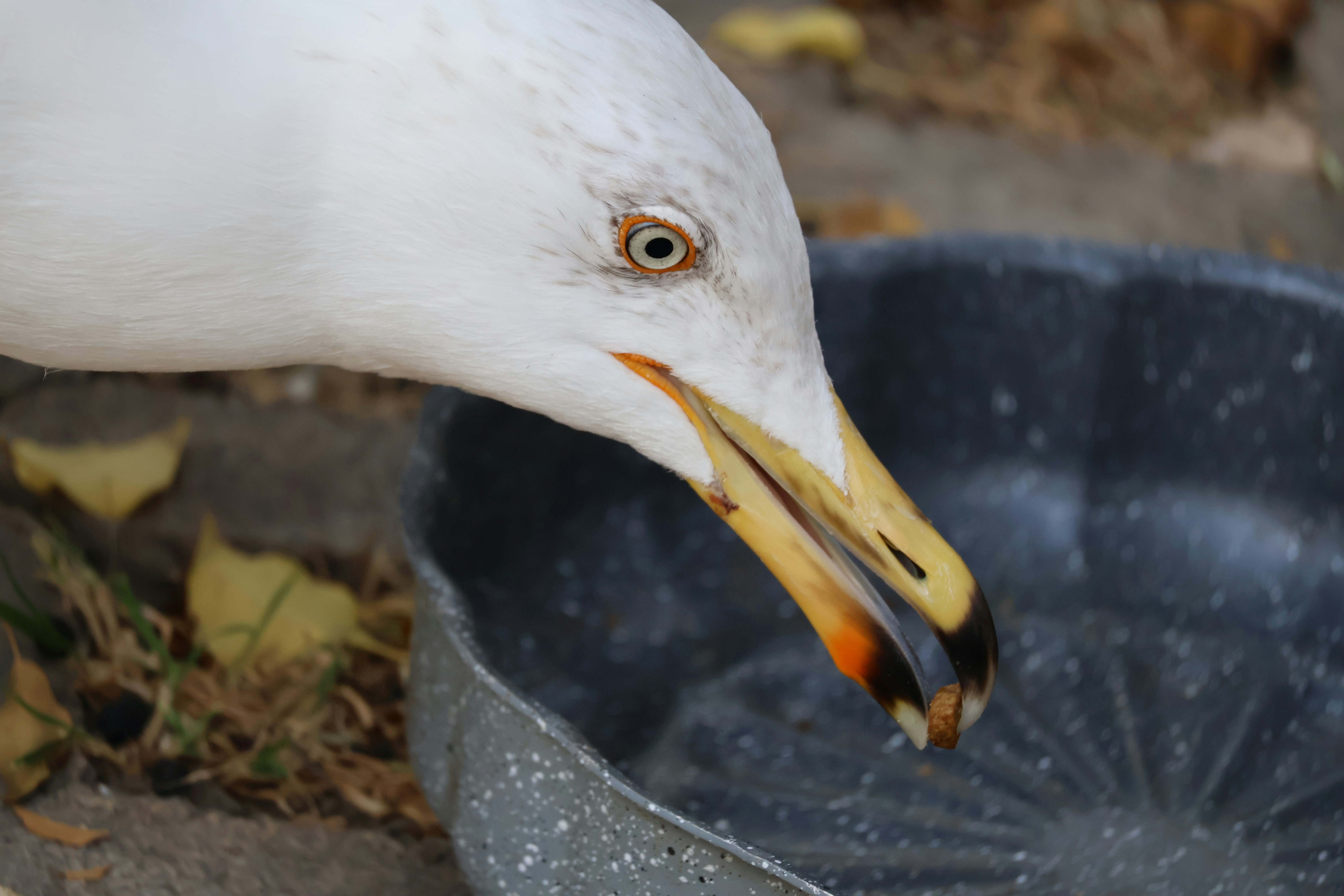 Close-up of a Seabird's Beak and Eye above a Wet Trough