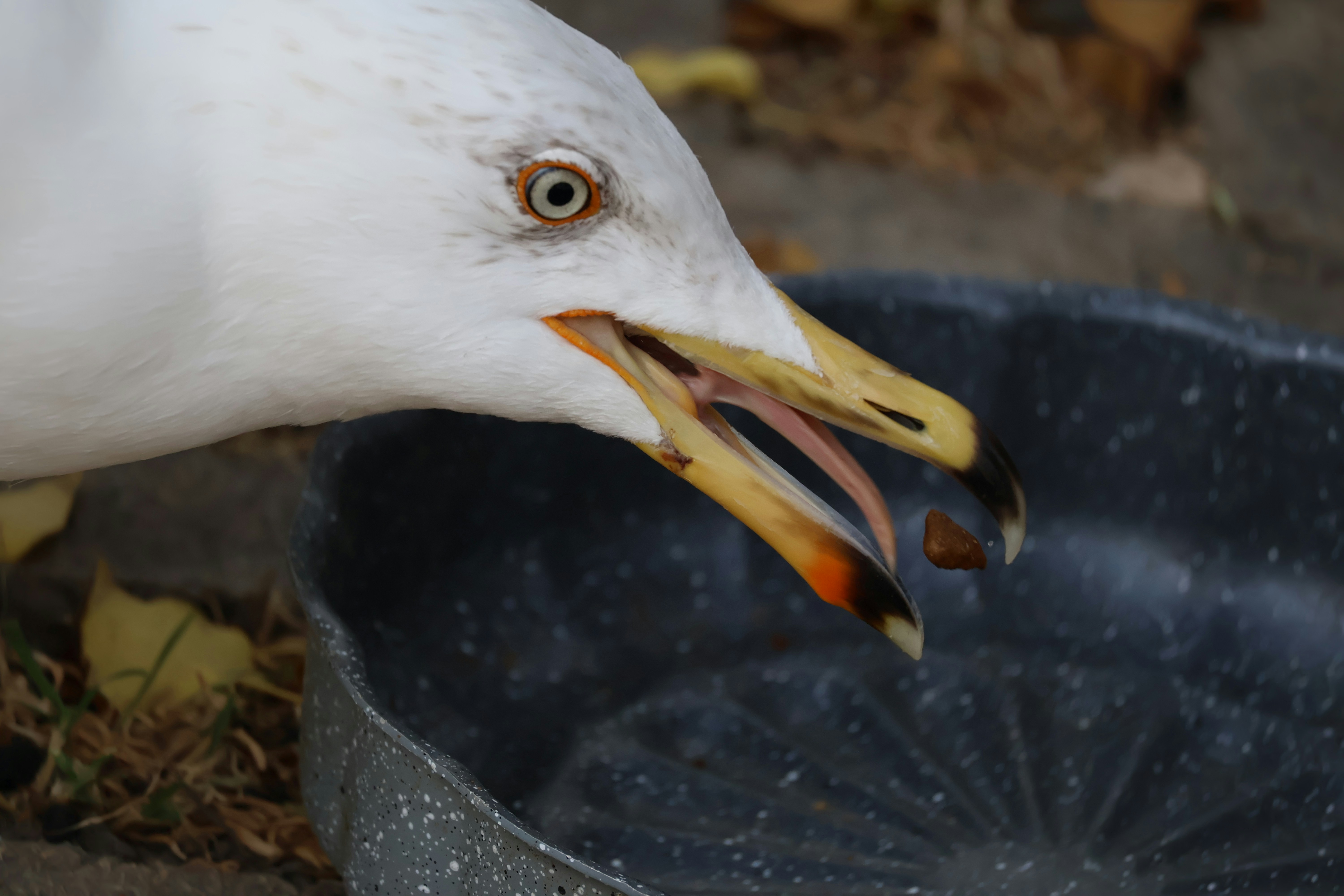 Close-up of a Seagull's open beak over a dark tray