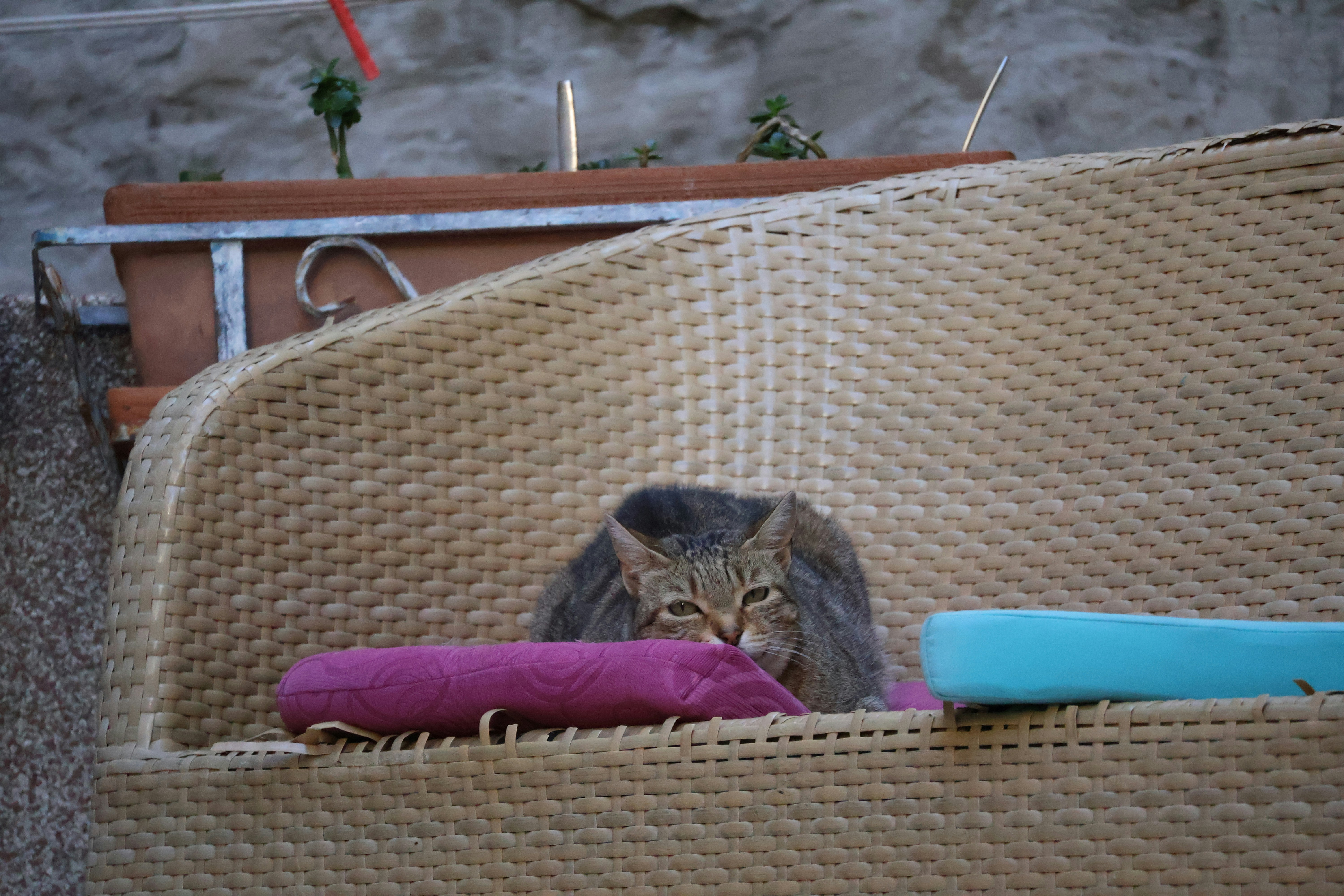 Cozy Stare: A Cat Hallucinating Comfort on a Rattan Sofa