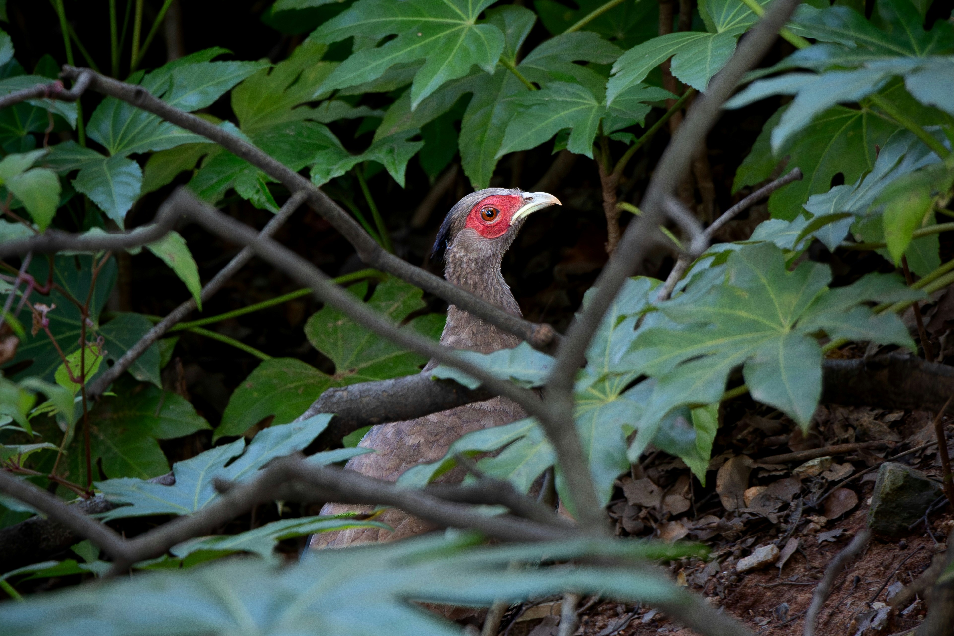 Red-Crested Ground Partridge in Fern‐Shrouded Underbrush