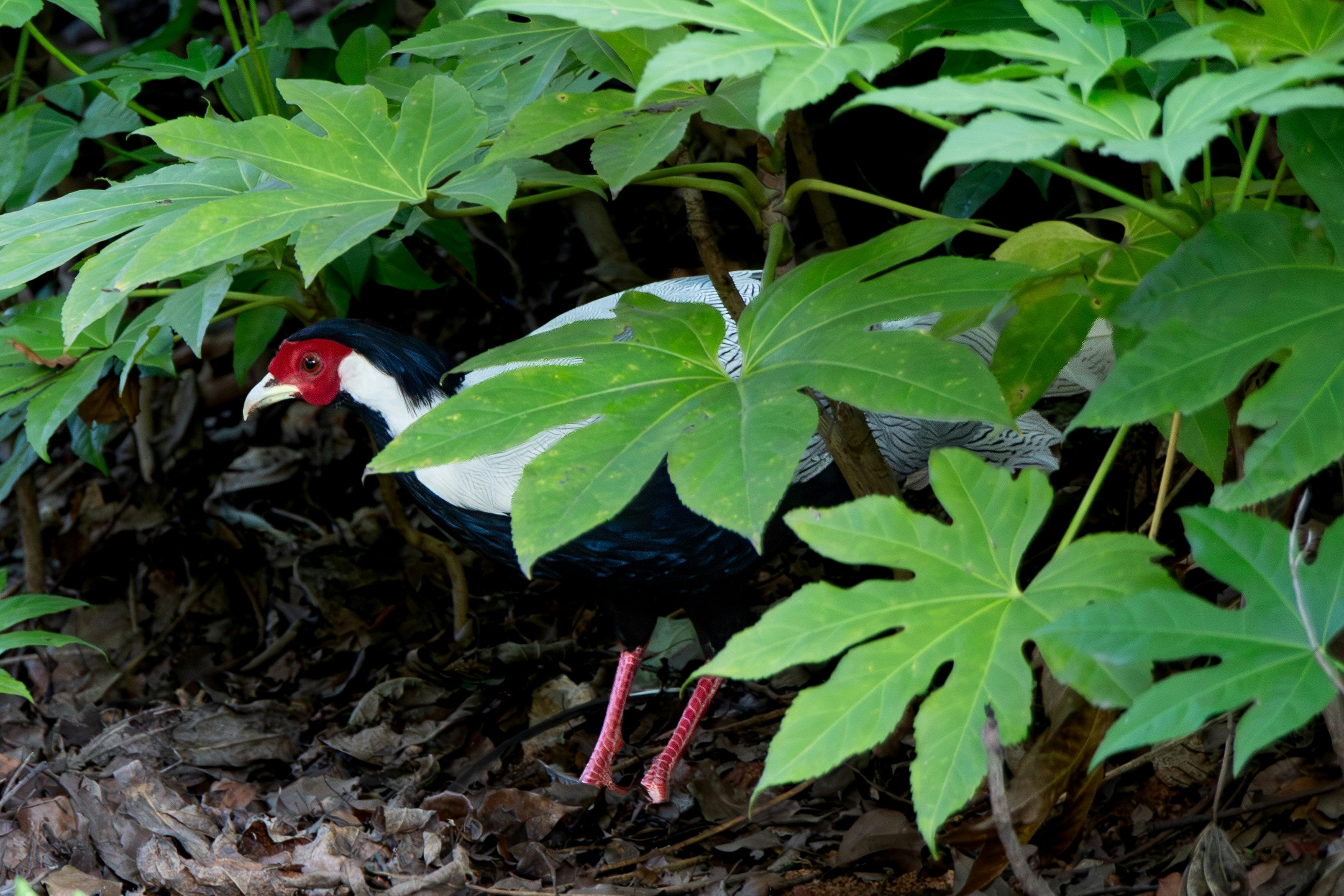 Hidden Heron-Teller: A Fowl in the Leafy Veil
